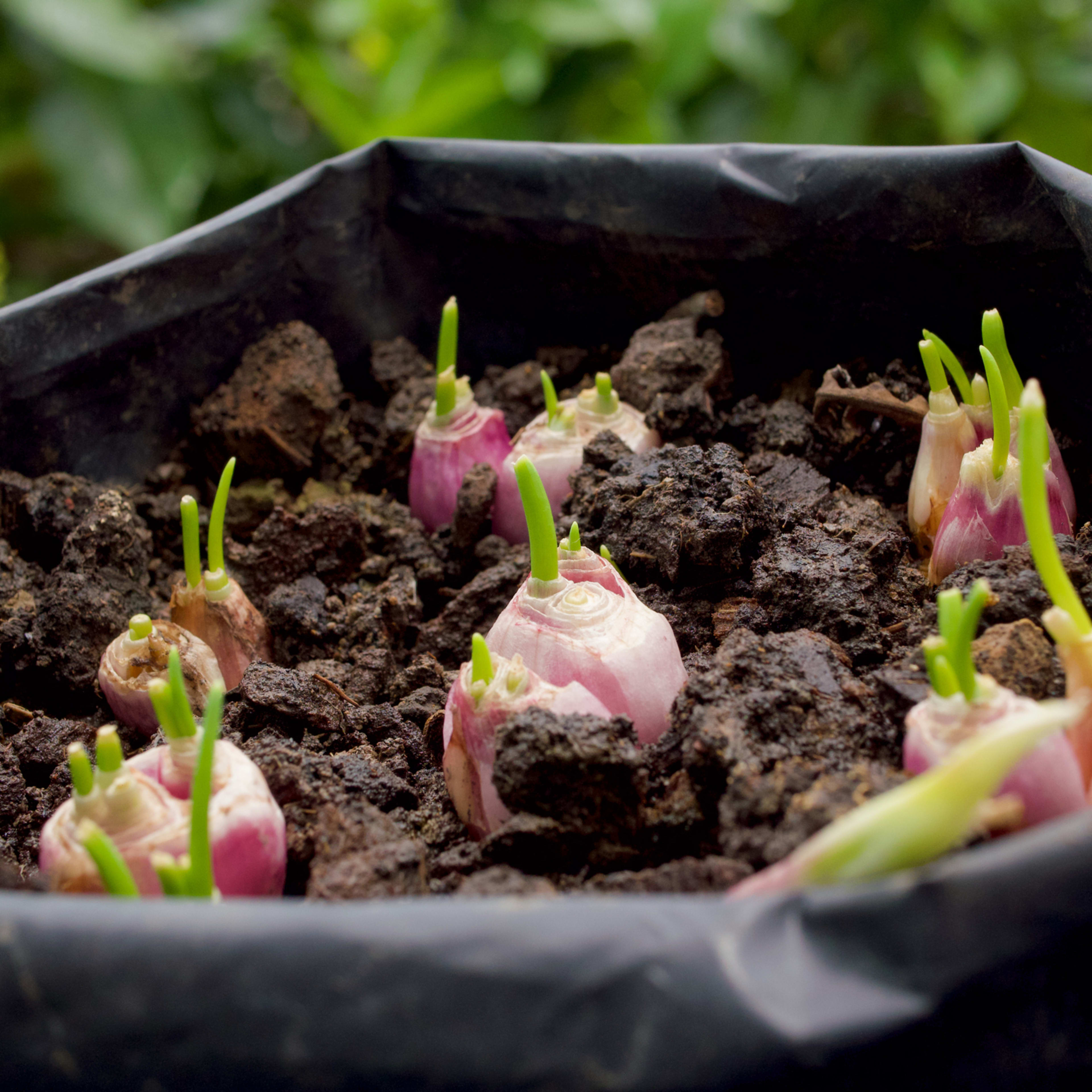 How to Plant and Grow Ligularia - Dengarden