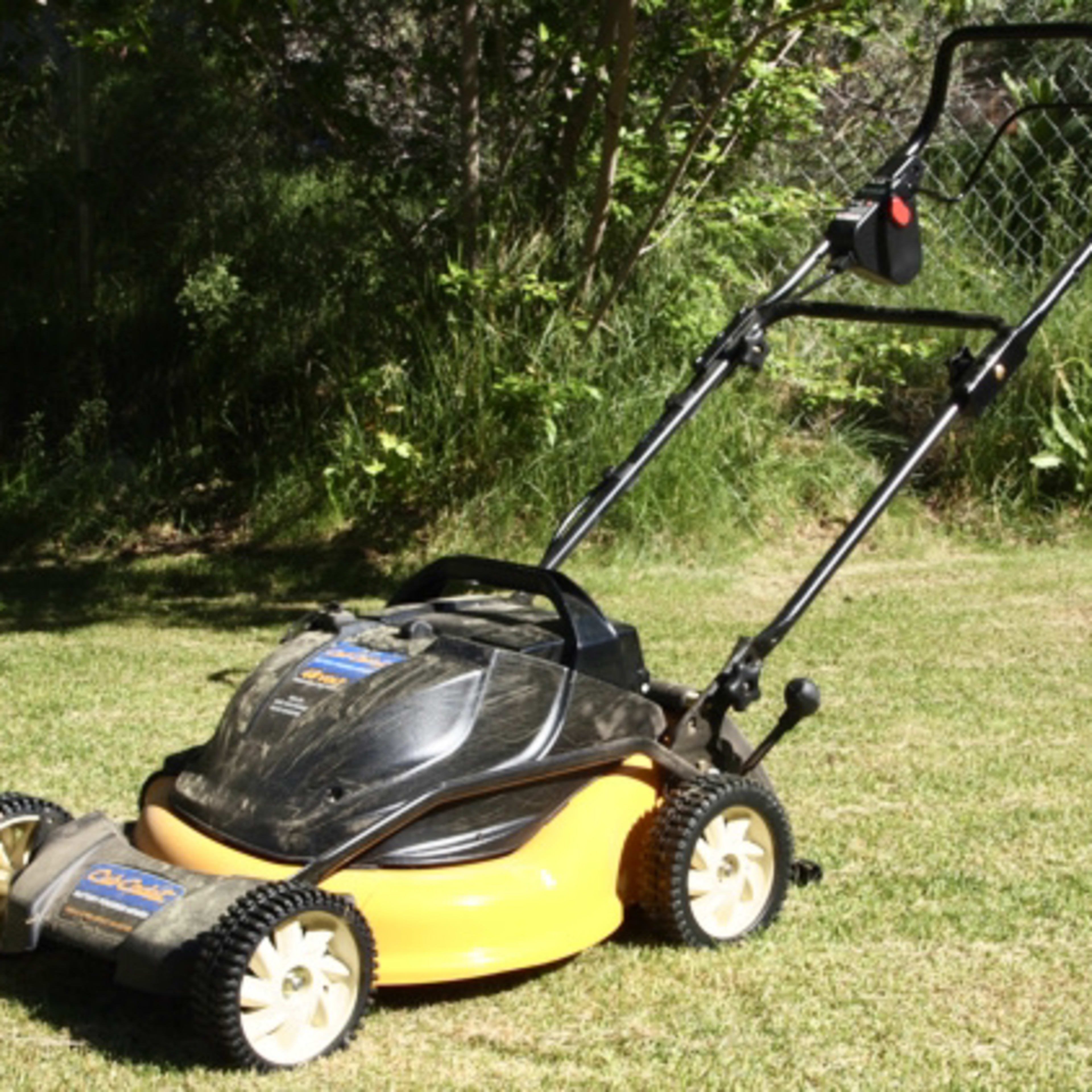 What is Dog-Vomit Mold and How to Get Rid of It - Dengarden