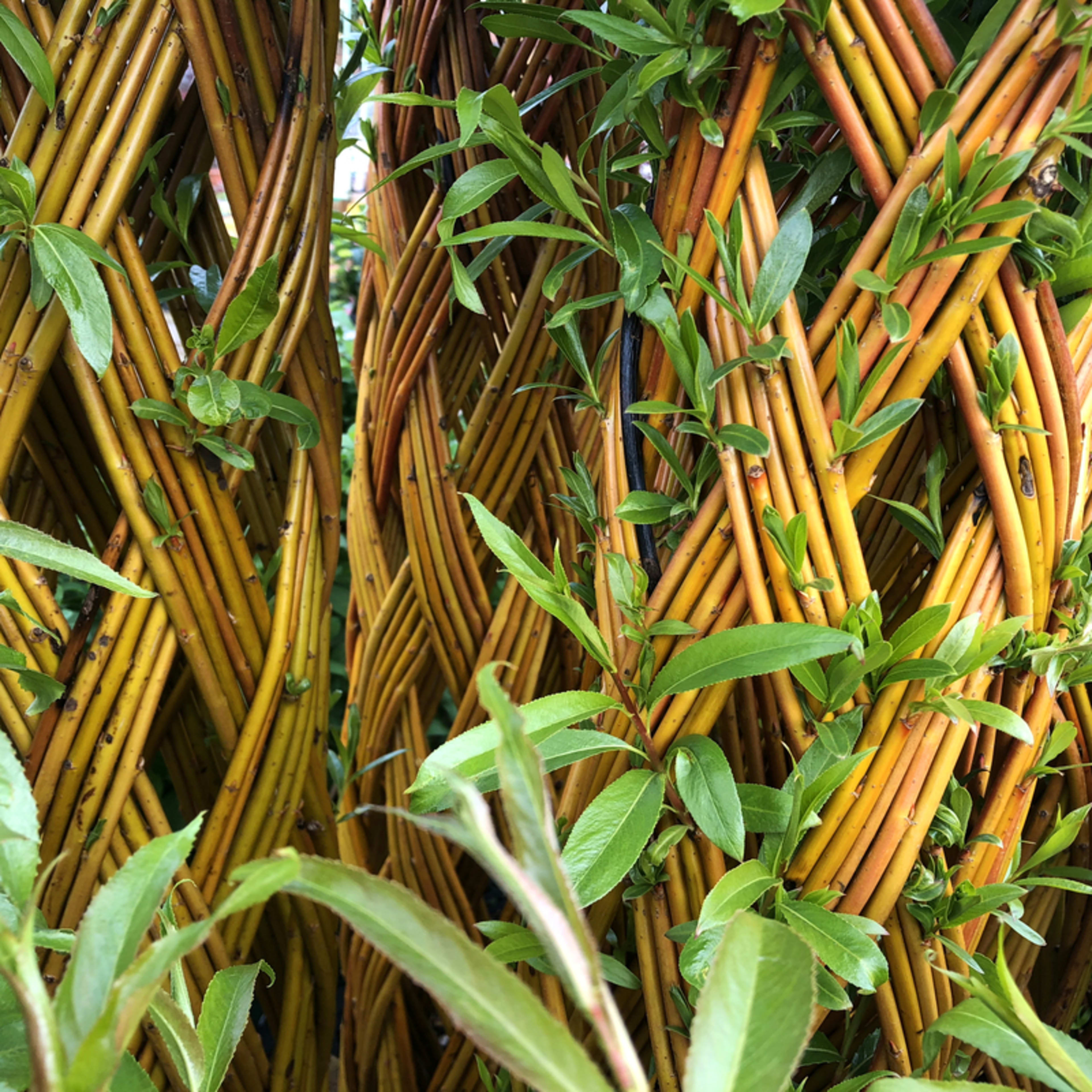 Costco Is Selling 'Gorgeous' Braided Bamboo Plants for $20 - Dengarden