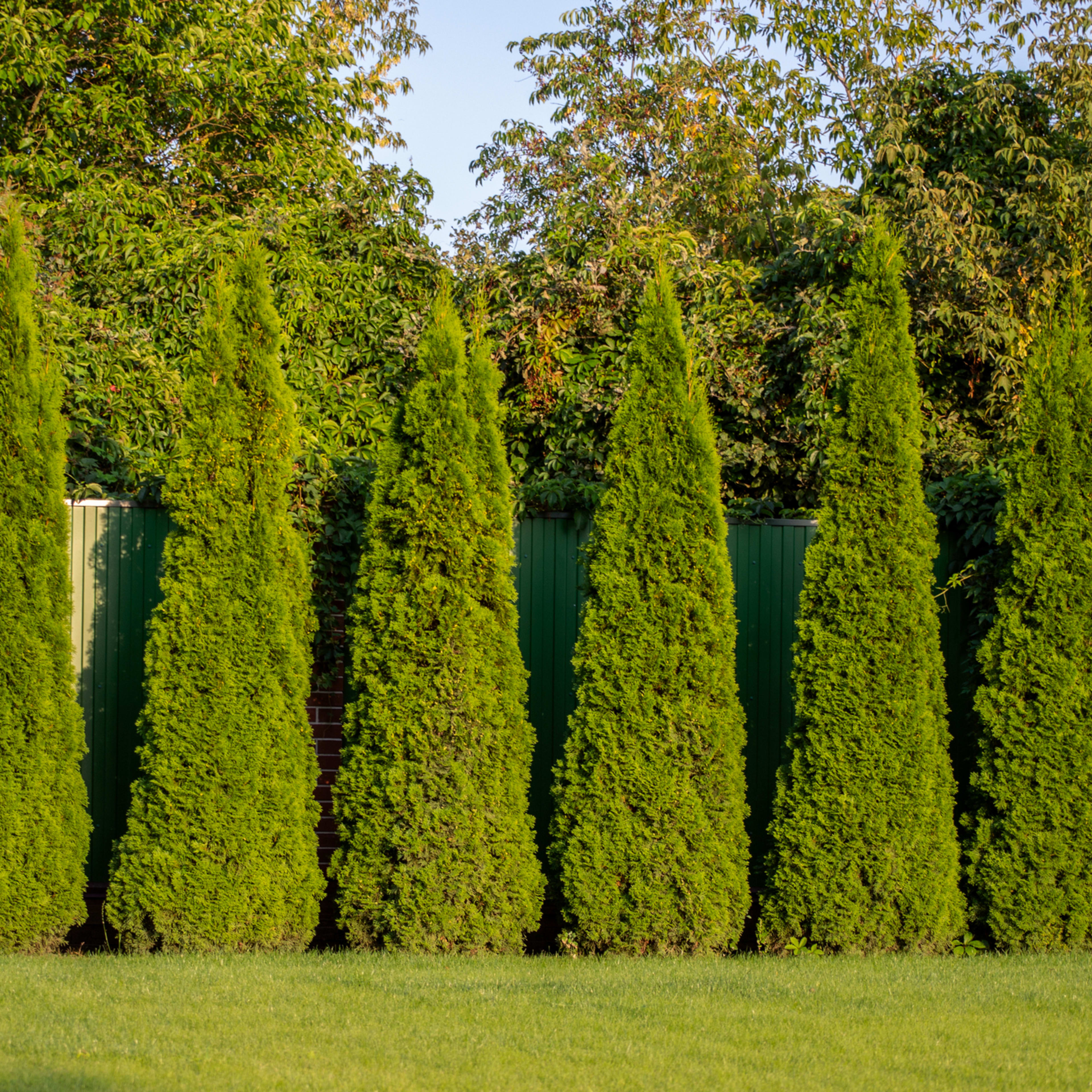 Miniature Farm Animals: A Guide to Miniature or Small Livestock