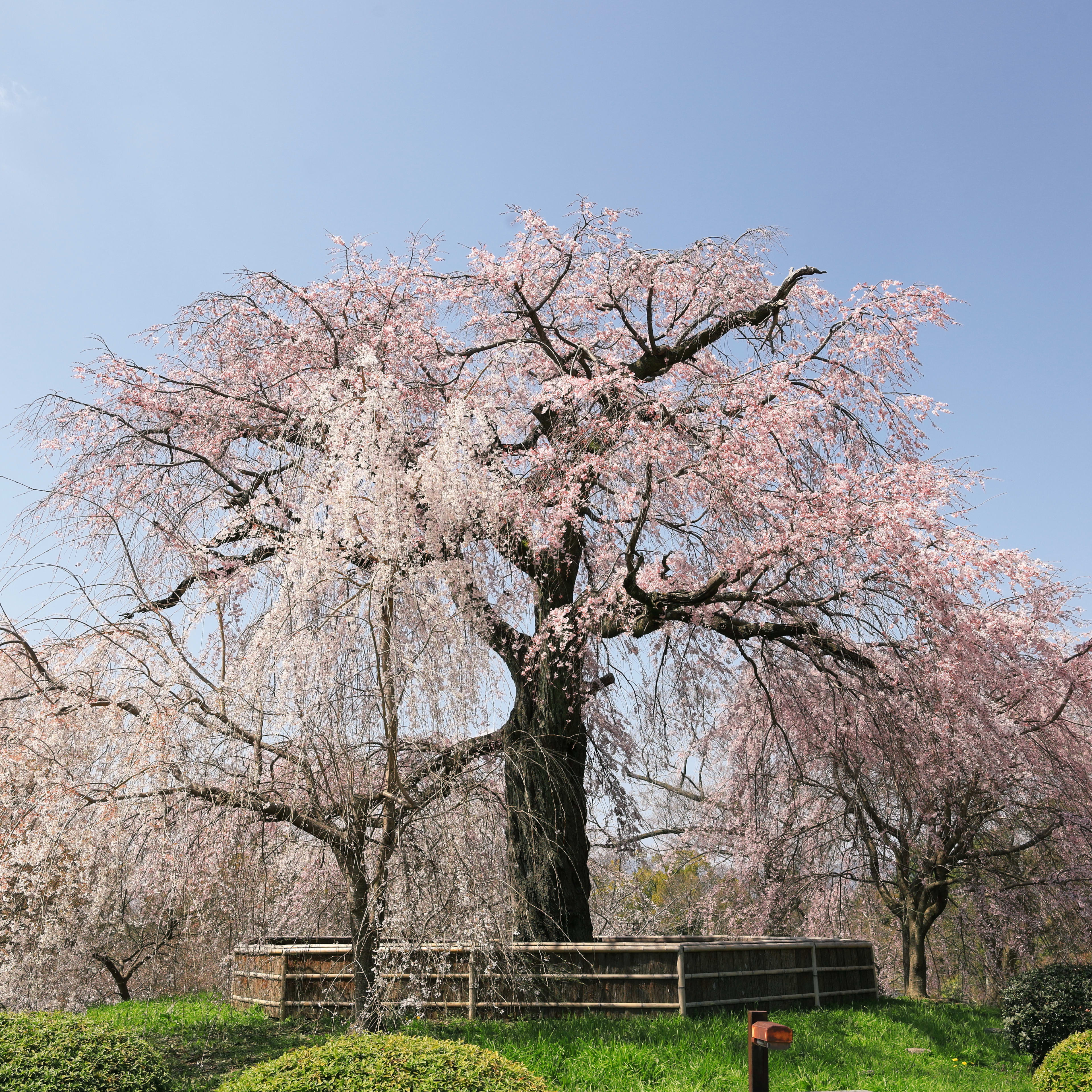 What Is a Medlar Fruit (Musmula) & Where Do They Come From?