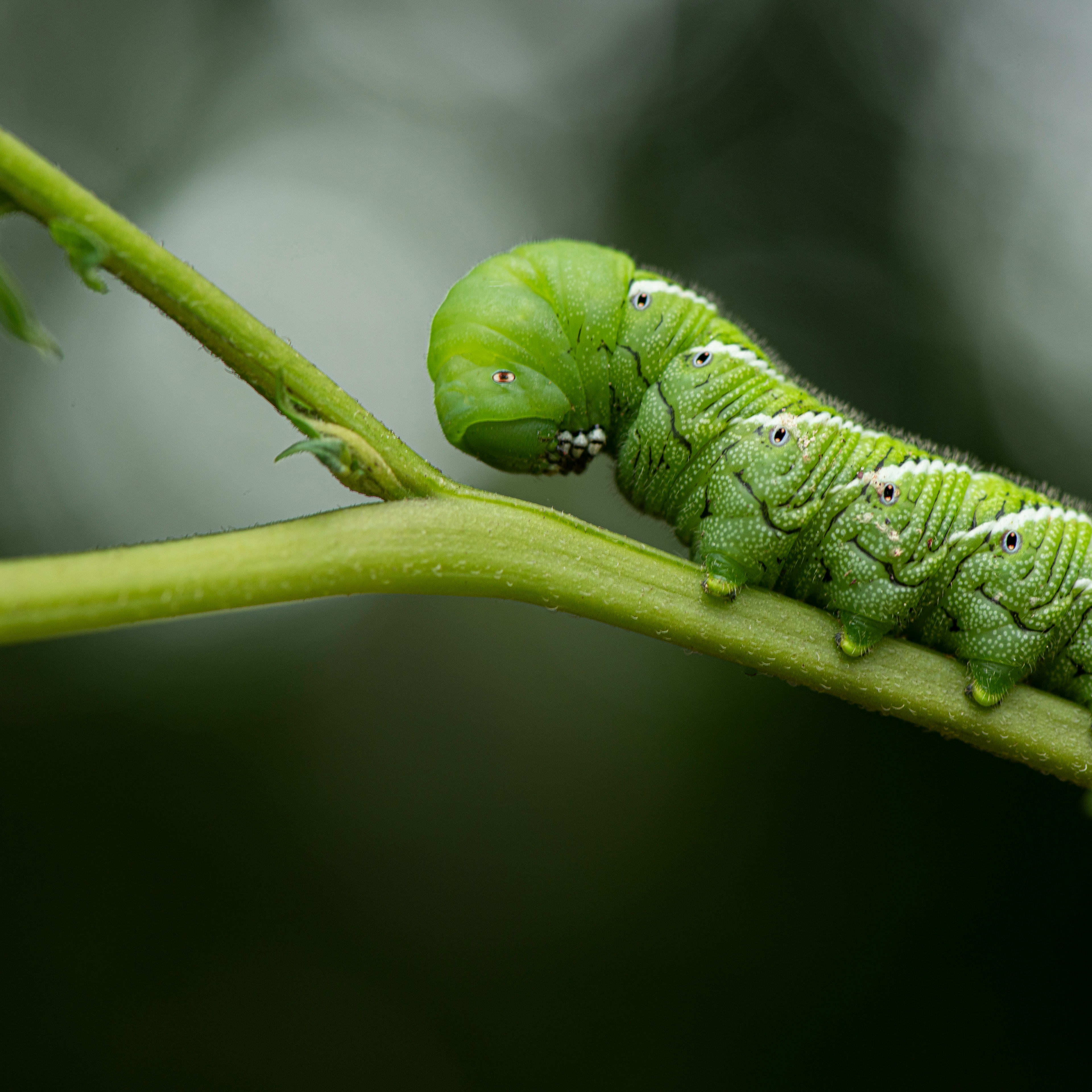 Brown Caterpillar Identification Guide, With Picture - Dengarden