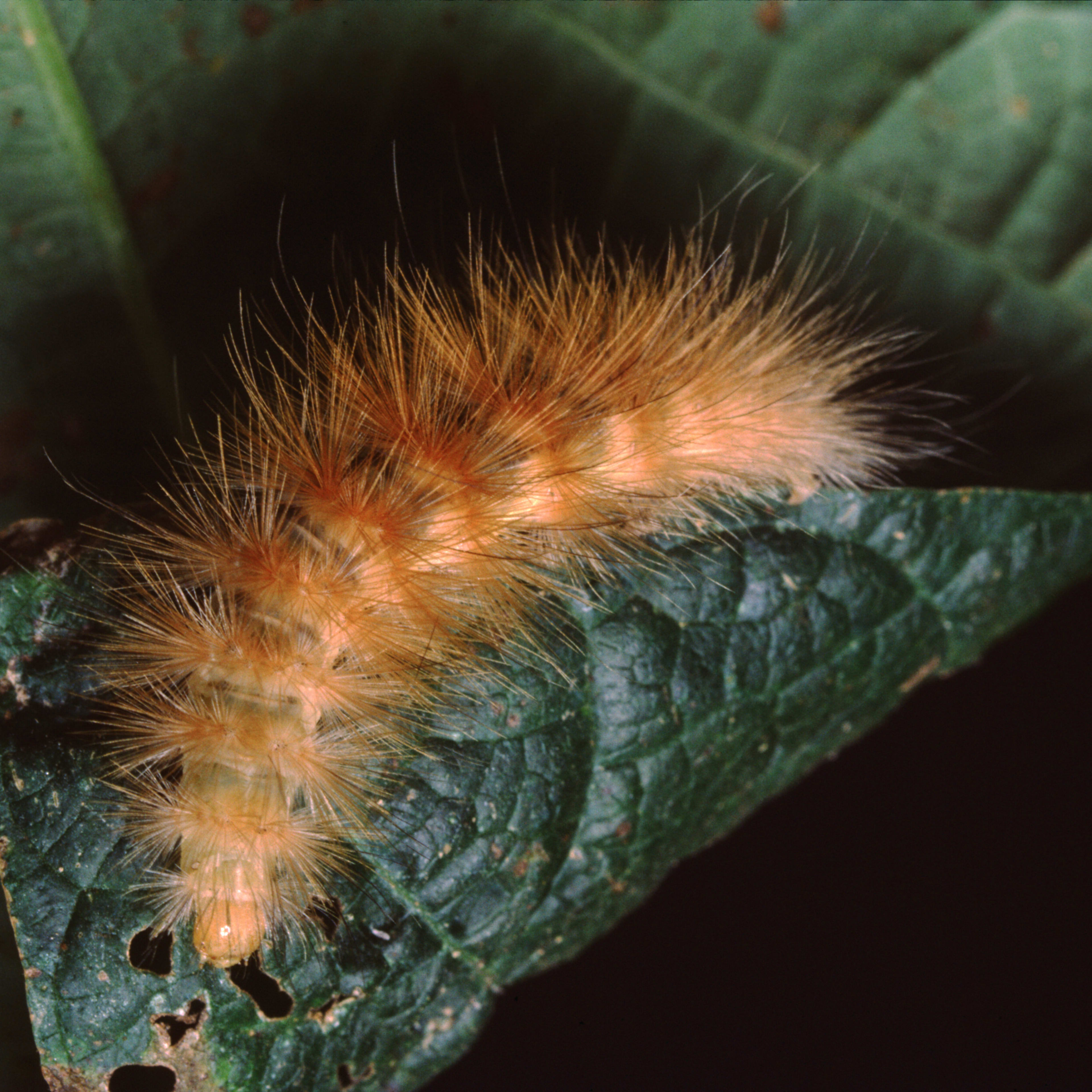 How to Fix Bent Broom Bristles and Keep Them Straight - Dengarden