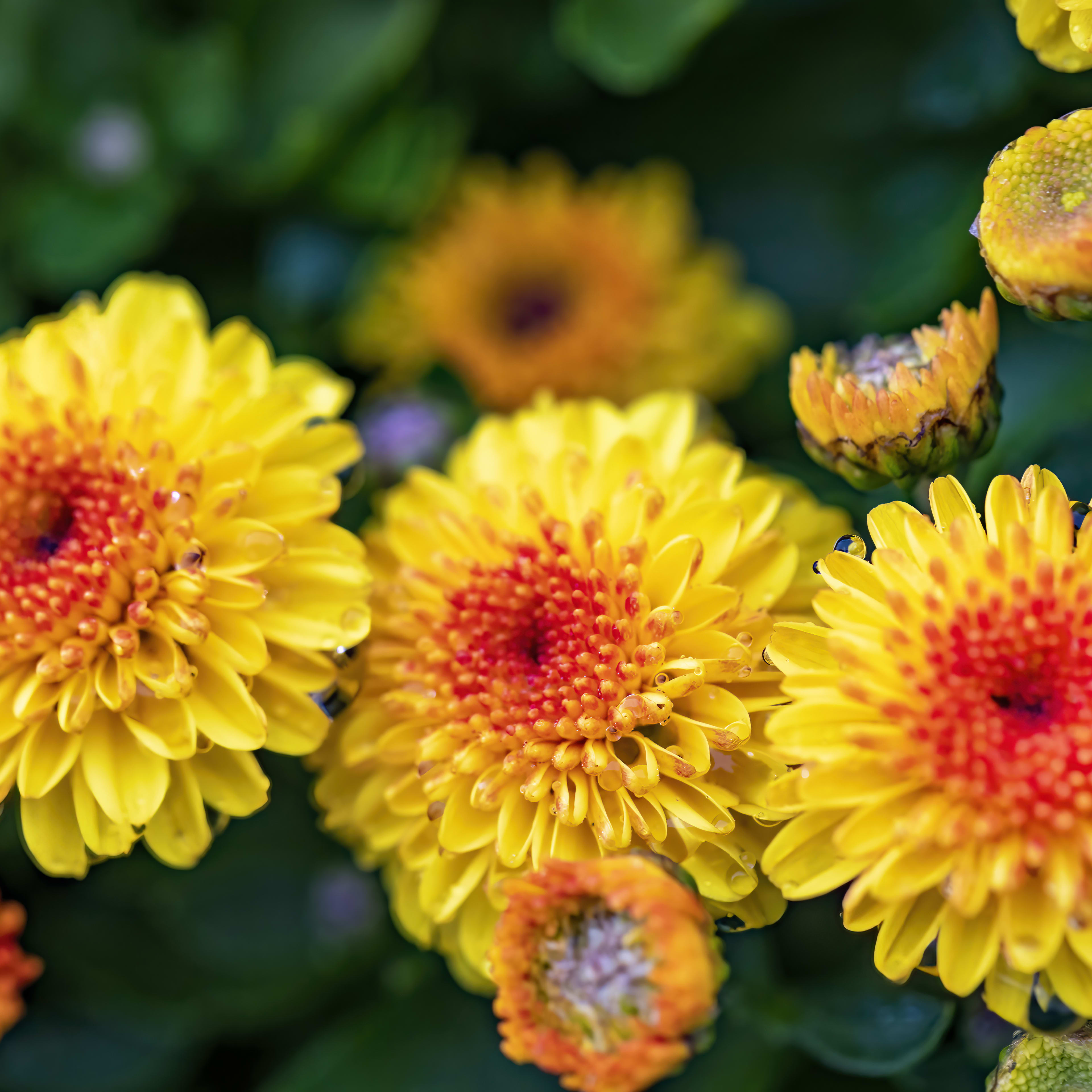 How To Stop Deer From Eating Your Mums - Dengarden