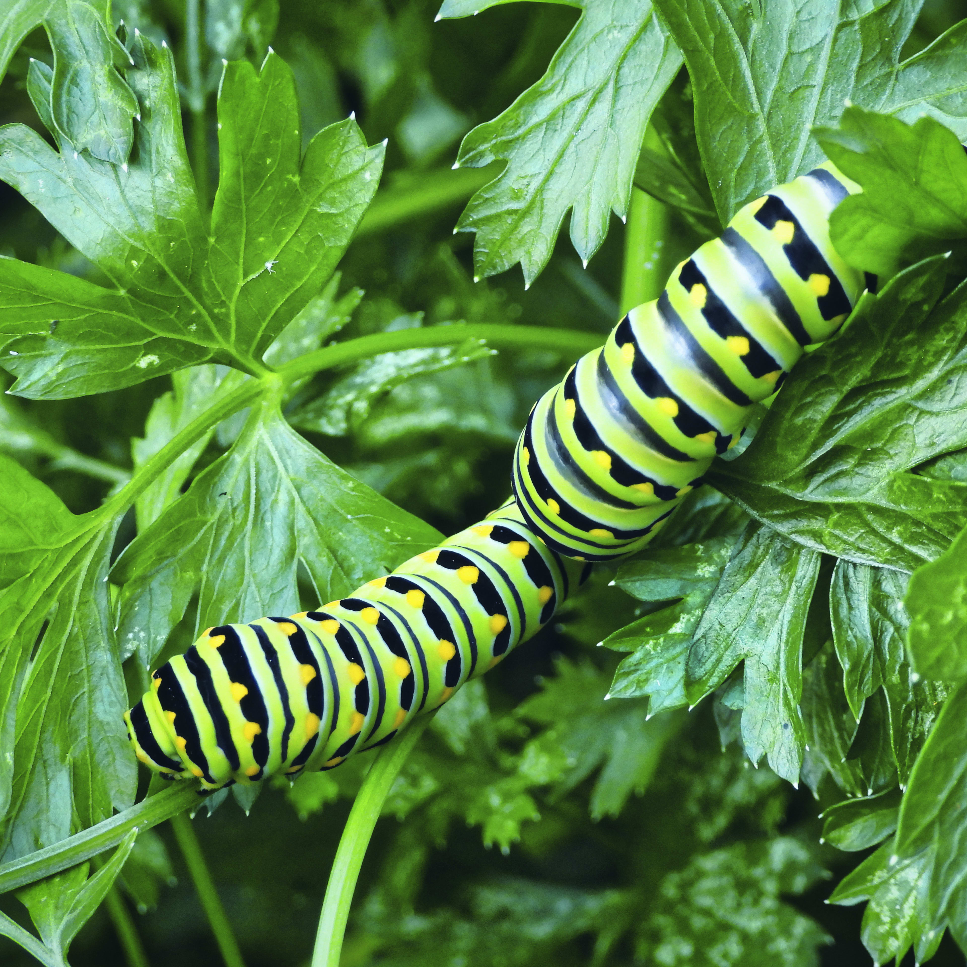 Is Hobby Lobby Open on Labor Day? 2025 Holiday Hours - Dengarden
