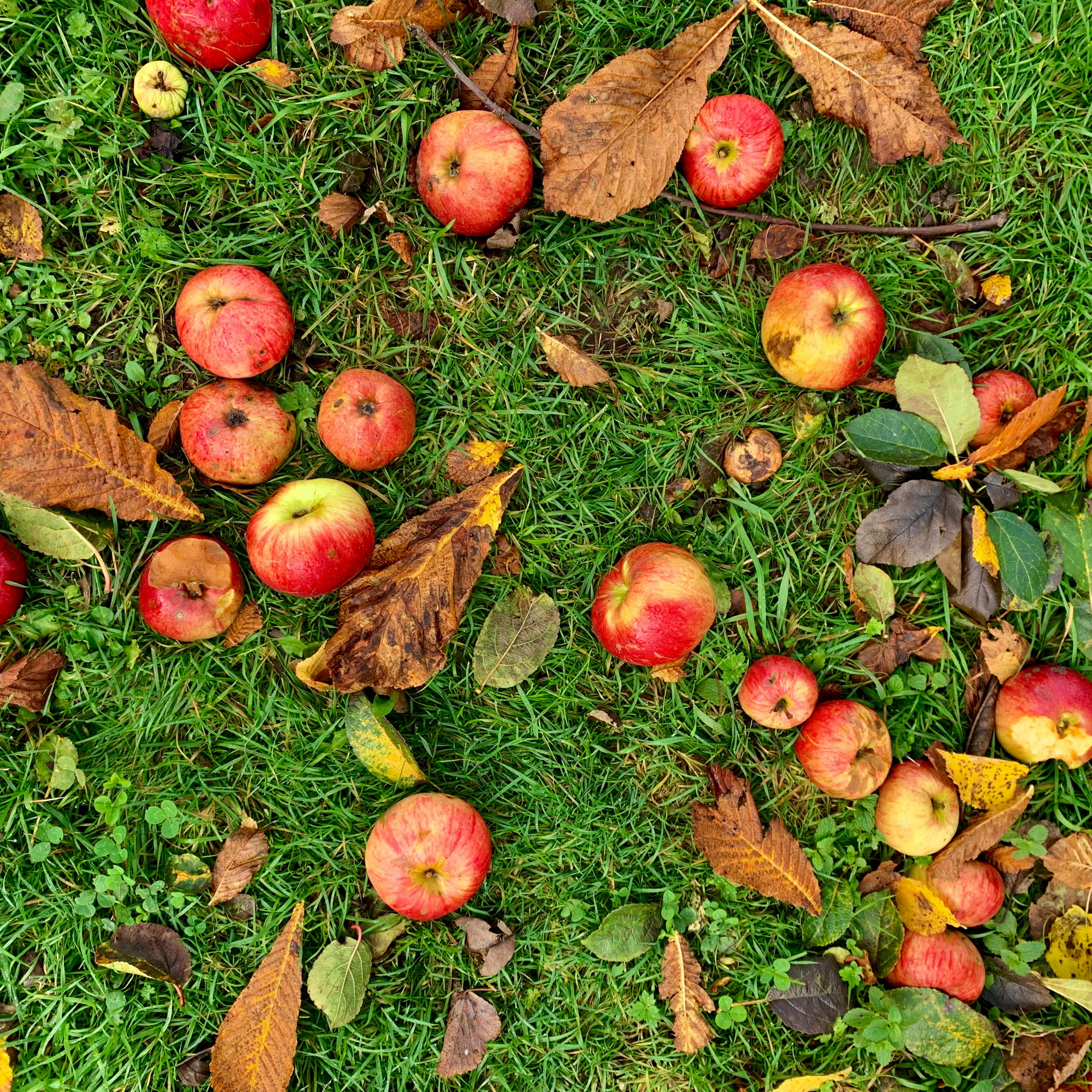 100 Different Types of Roses - Dengarden