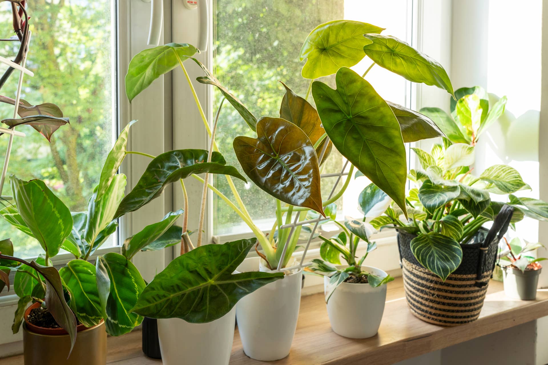 The Right Way to Clean Dust off Your Houseplants - Dengarden