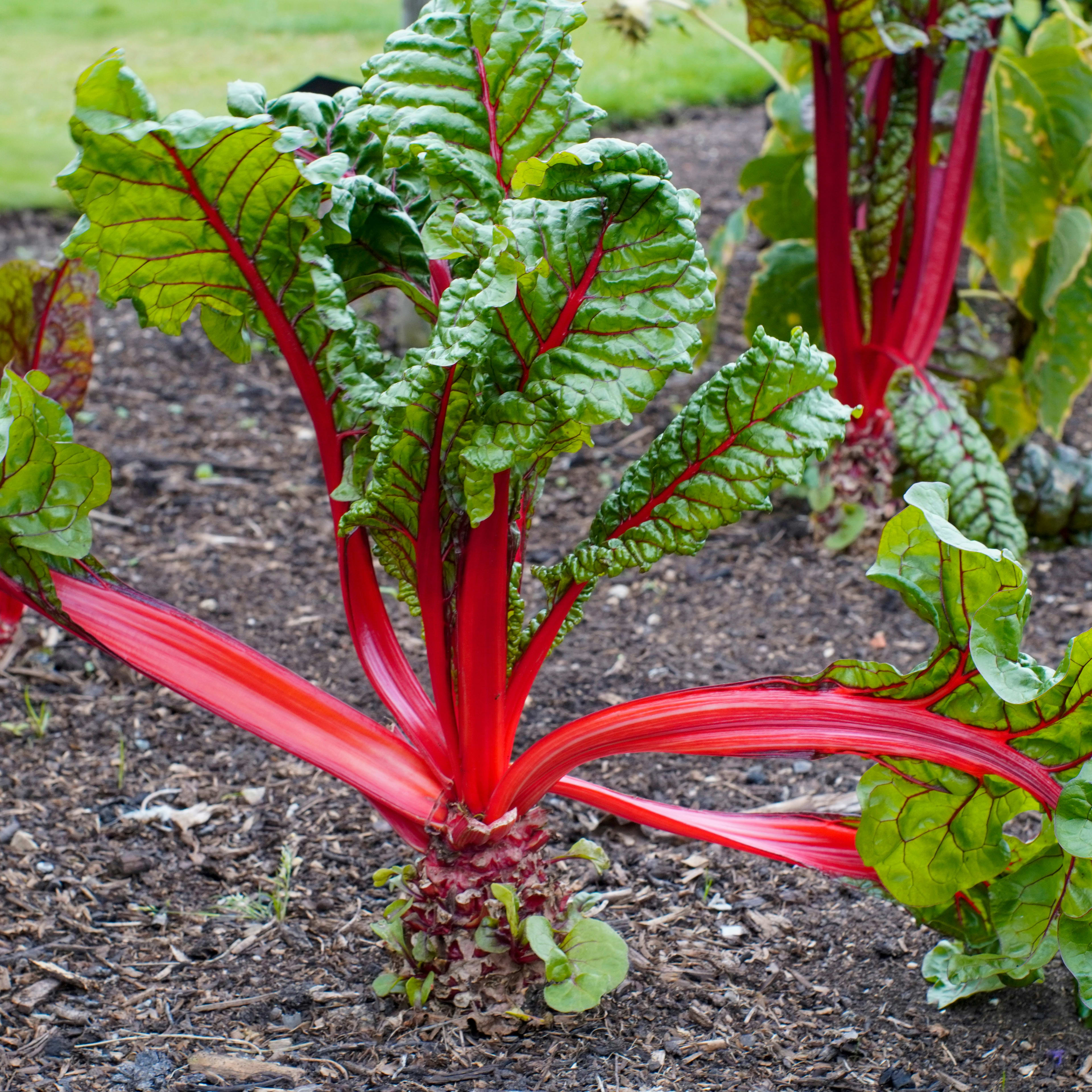 How to Plant and Grow Garlic Like a Pro - Dengarden
