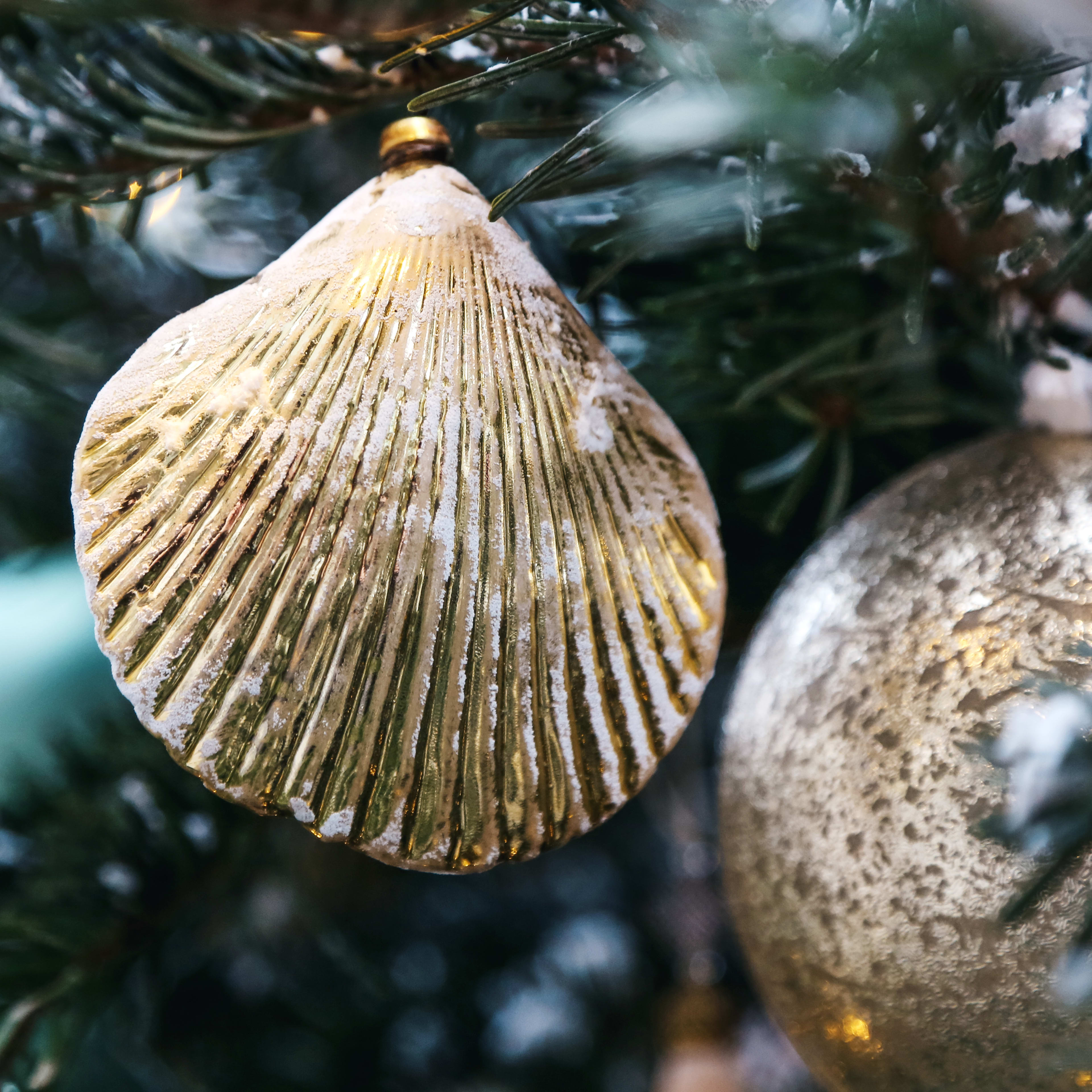 Christmas Plants to Gift and Decorate With this Season - Dengarden