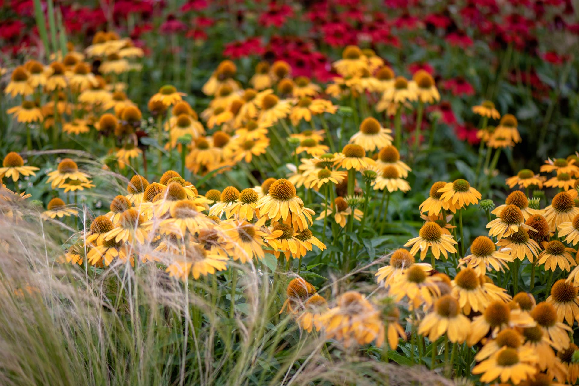 12 Best Herbs to Grow Indoors This Winter - Dengarden
