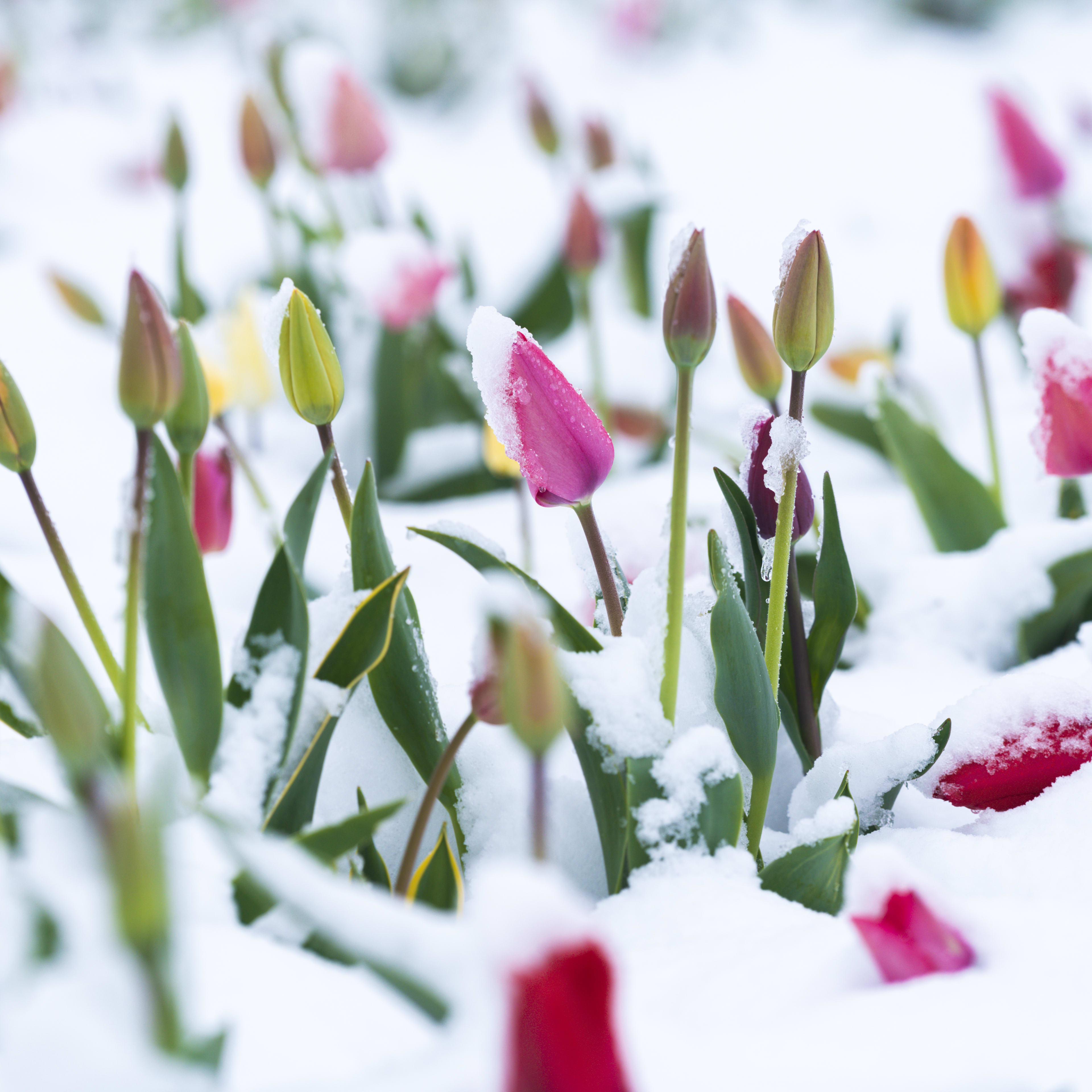 How to Grow and Care for Naked Lady Flowers (Amaryllis Belladonna ...