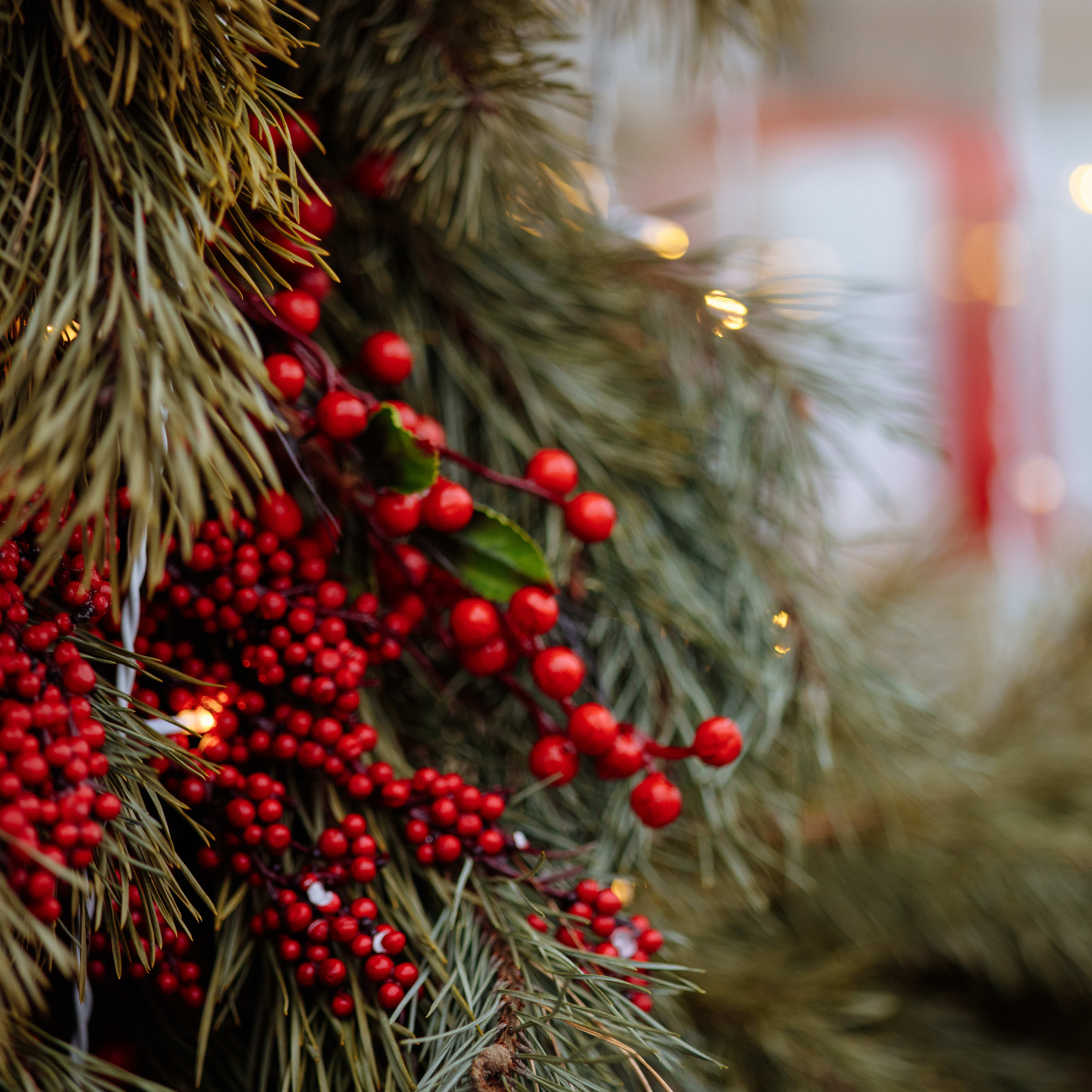 How to Plant and Grow Ligularia - Dengarden