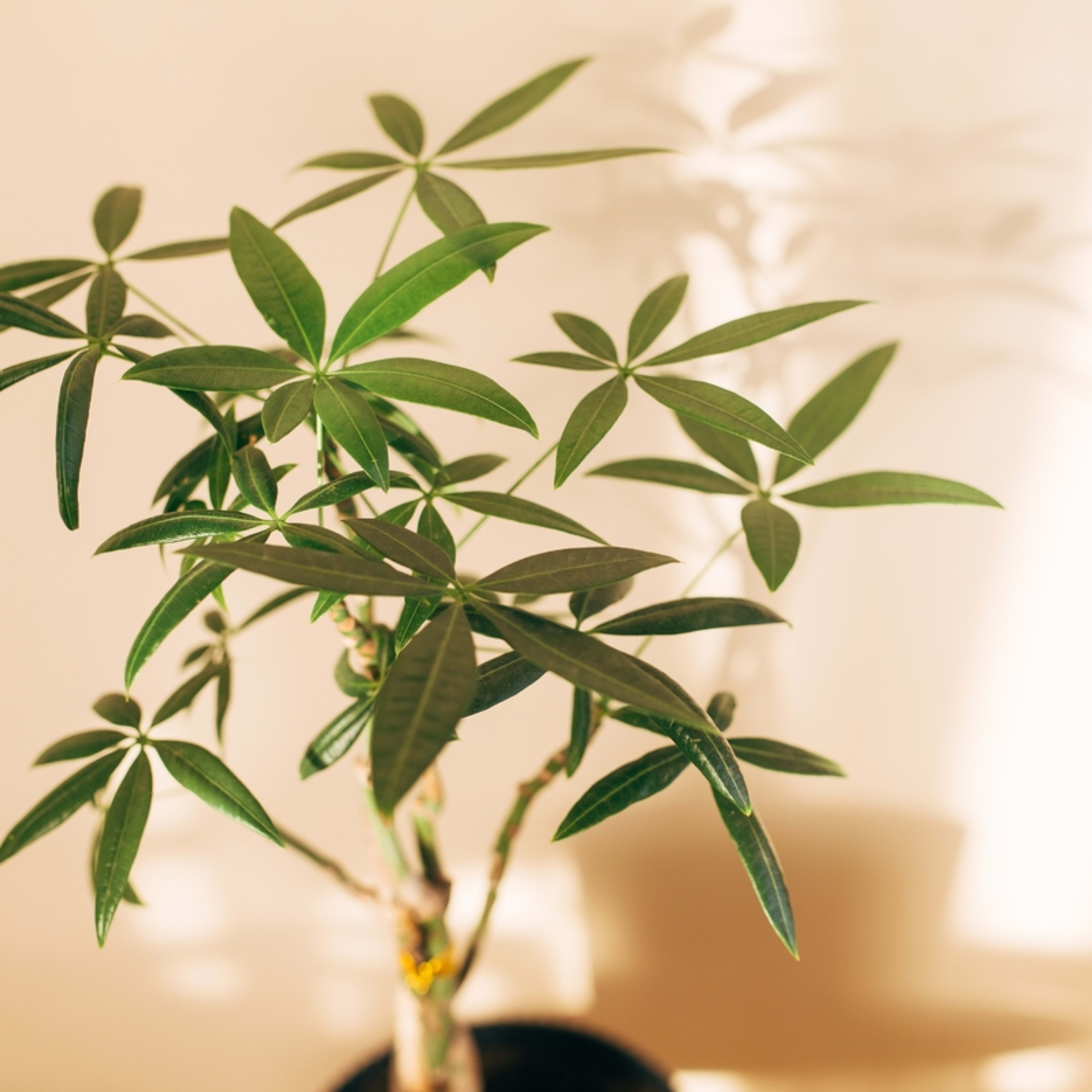 What Is a Medlar Fruit (Musmula) & Where Do They Come From? - Dengarden