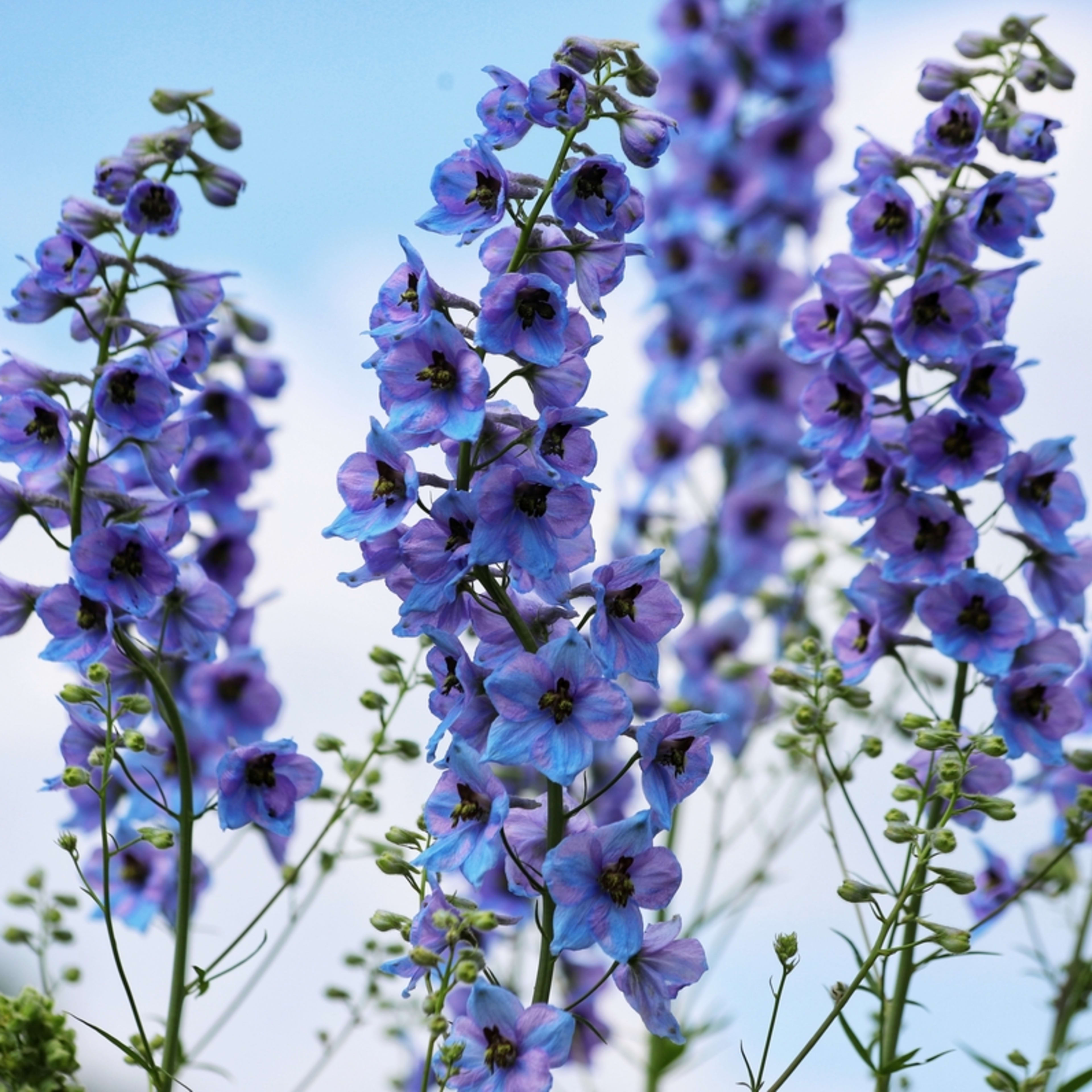 Etsy Shares Its 2026 Color of the Year, and It's Quietly Magical ...