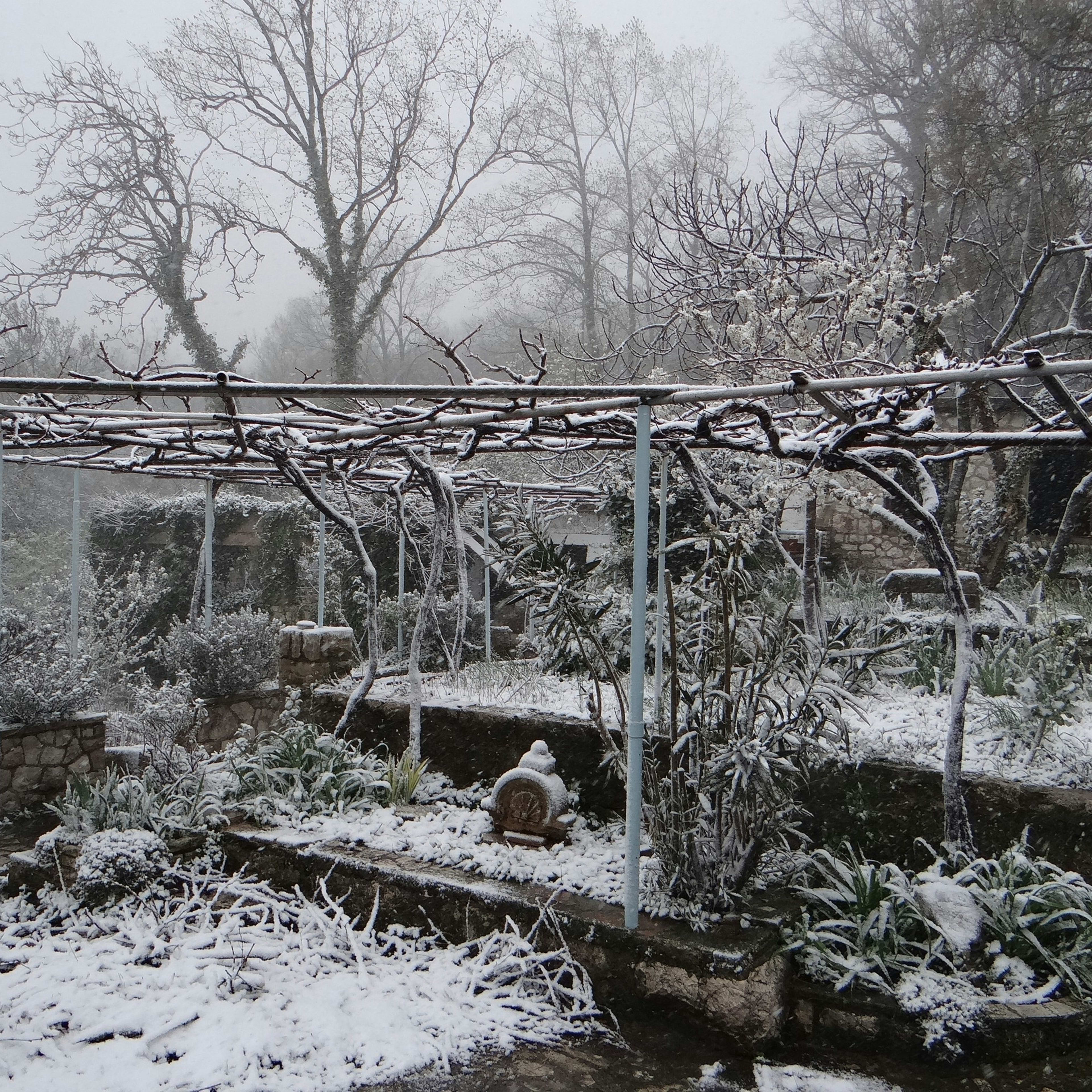 How to Plant and Grow Ligularia - Dengarden