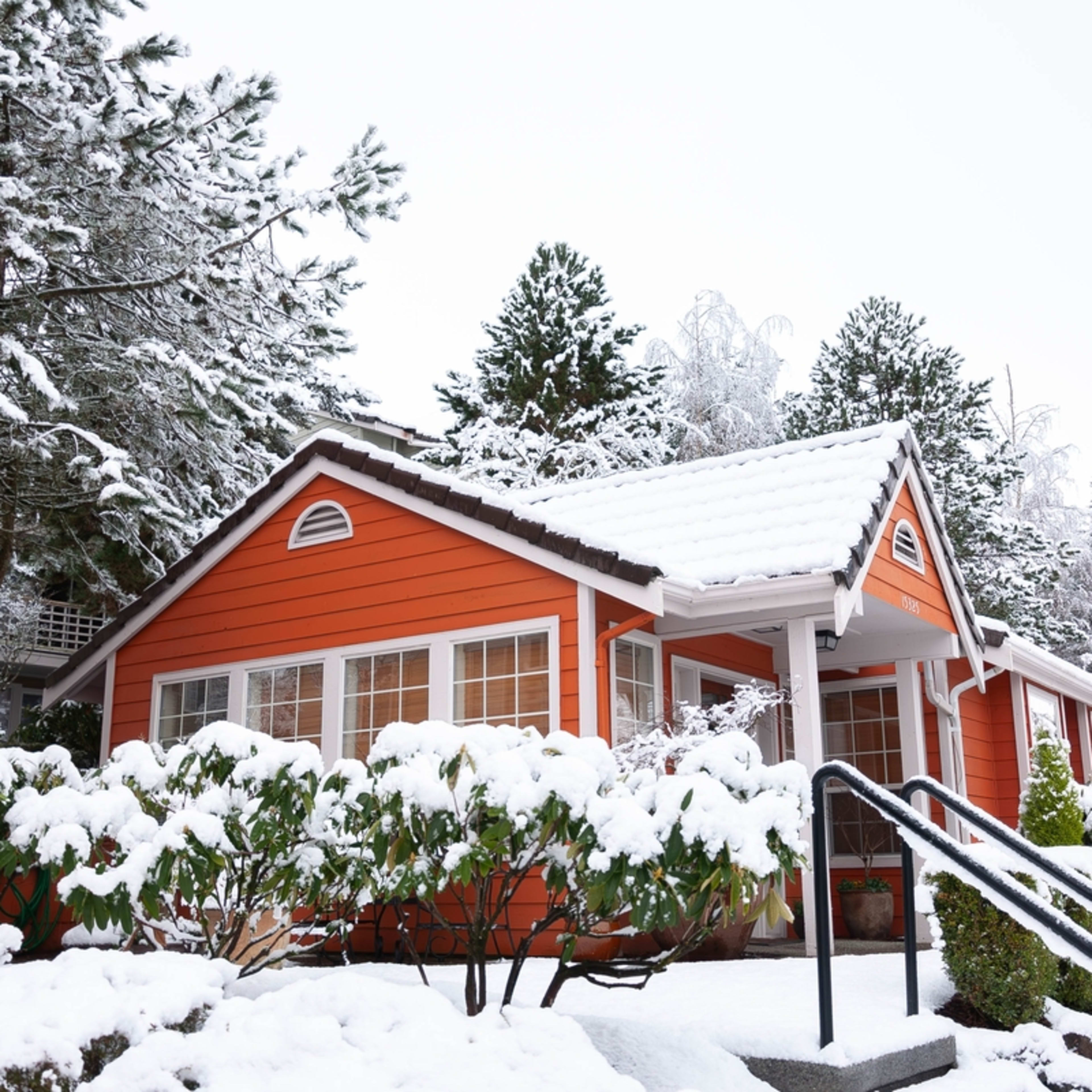 15 Best Trees for Privacy That Grow Fast and Look Beautiful - Dengarden