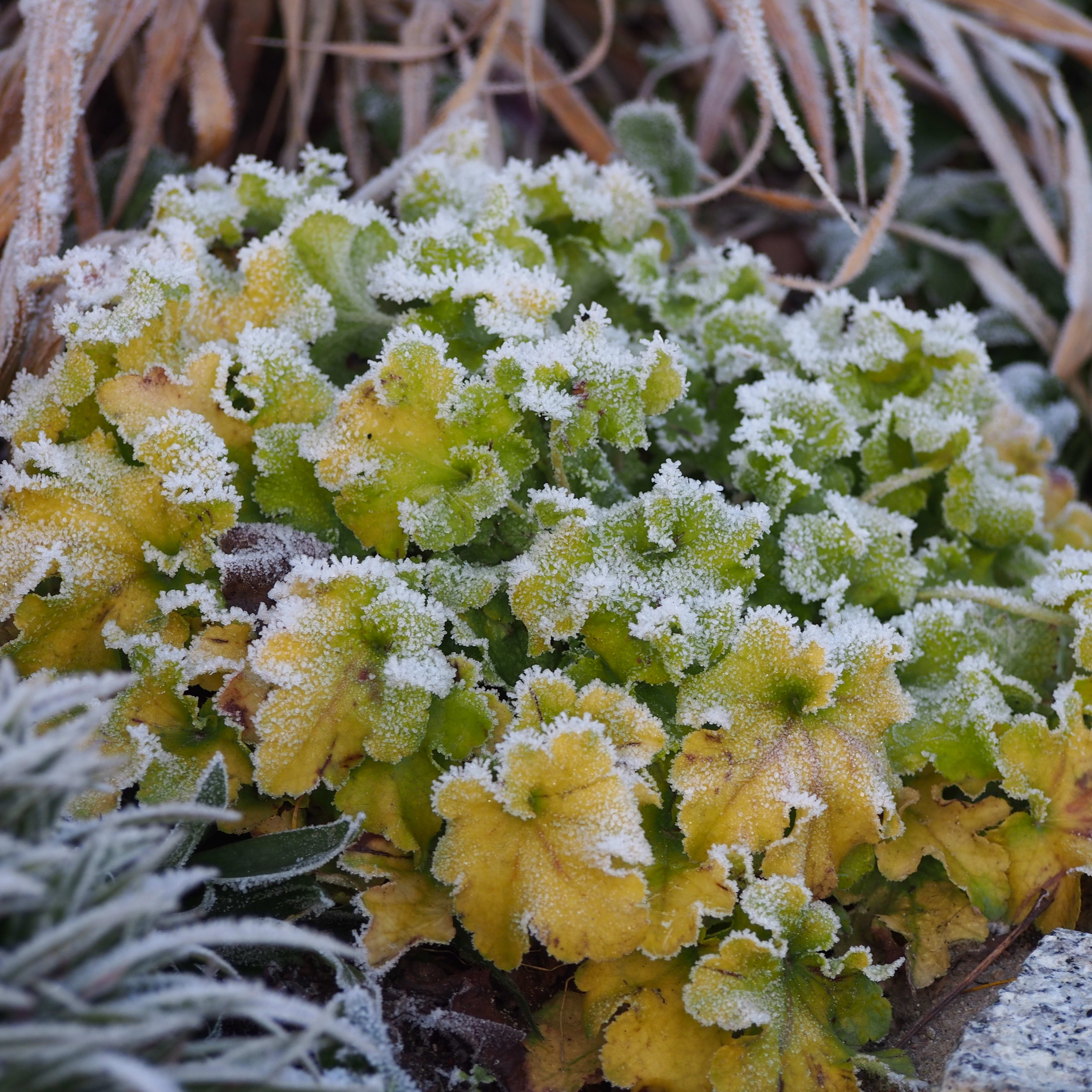 The Real Reason Your Pyrex Might Shatter - Dengarden