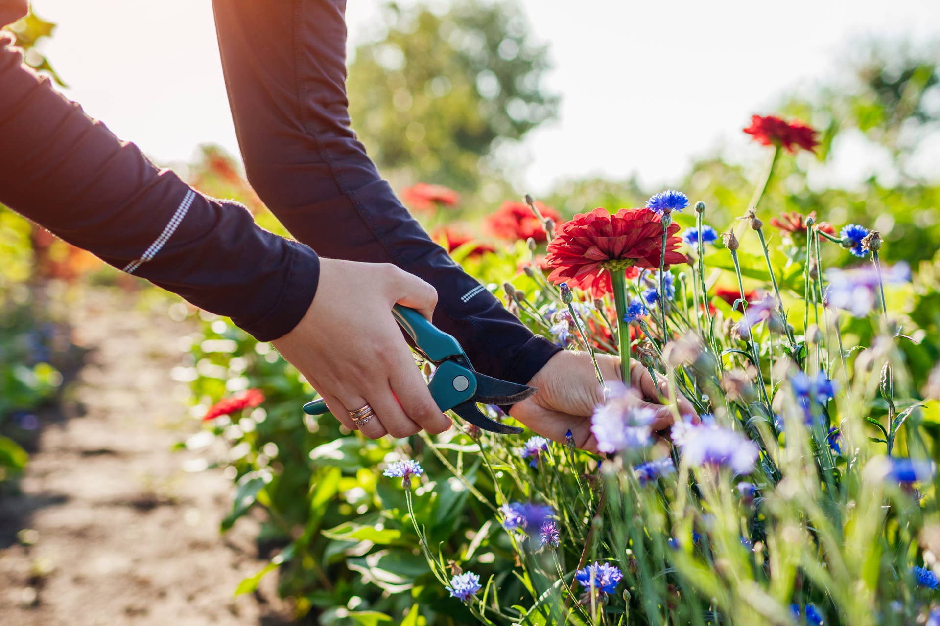 10 Wind-Pollinated Flowers With Planting Tips and Photos - Dengarden