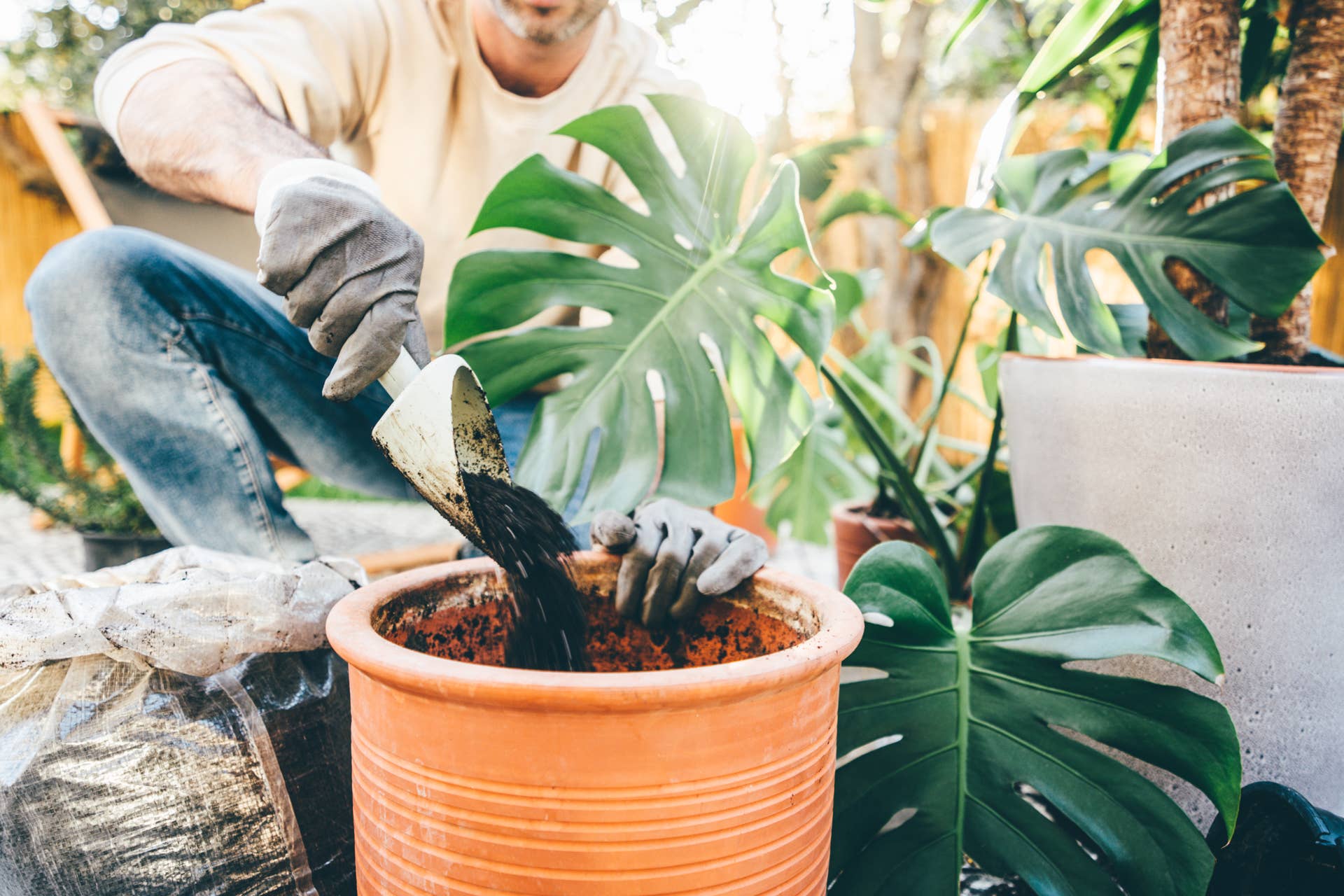 How Often Do Orchids Bloom? - Dengarden