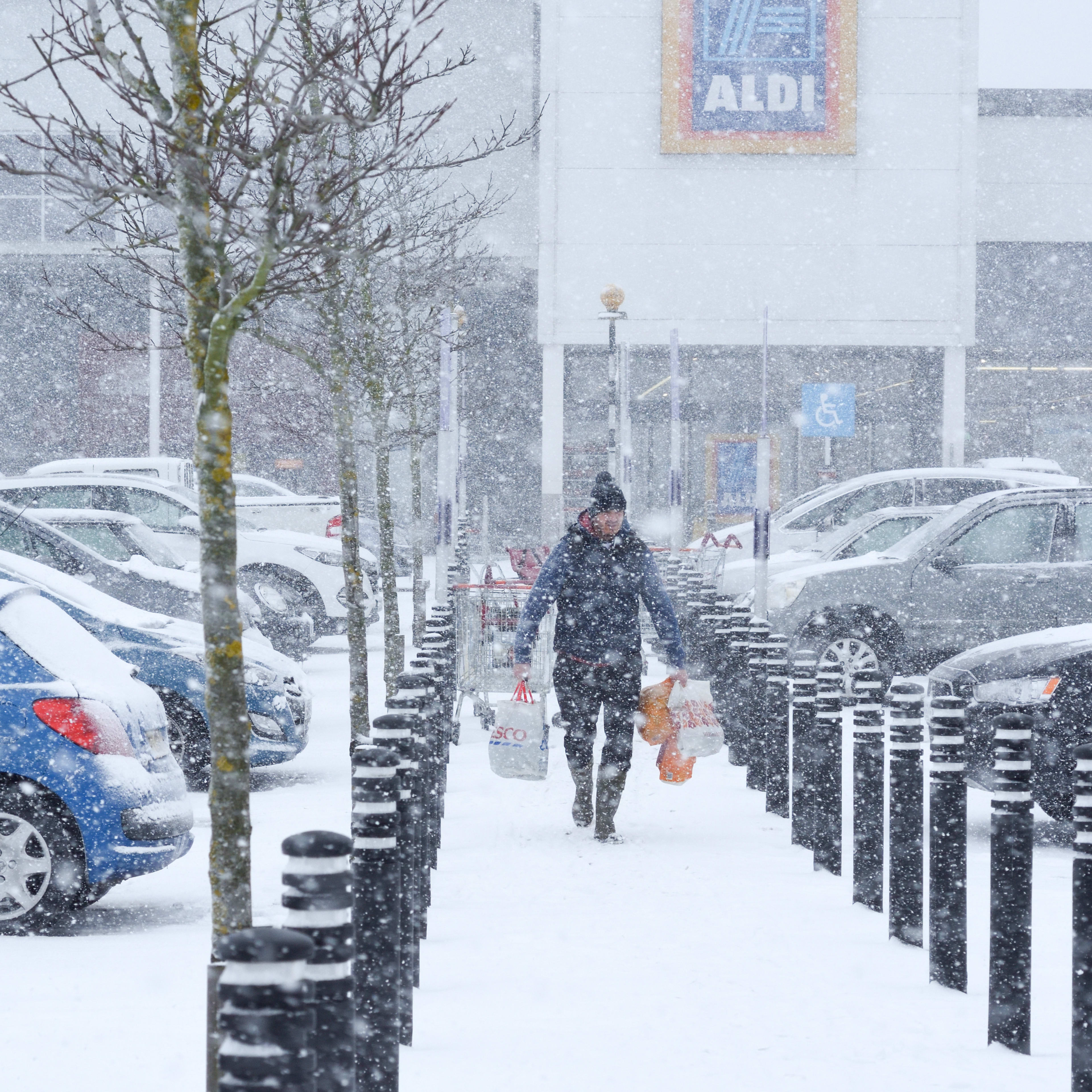 12 Easy-to-Grow Flowers for Beginner Gardeners - Dengarden