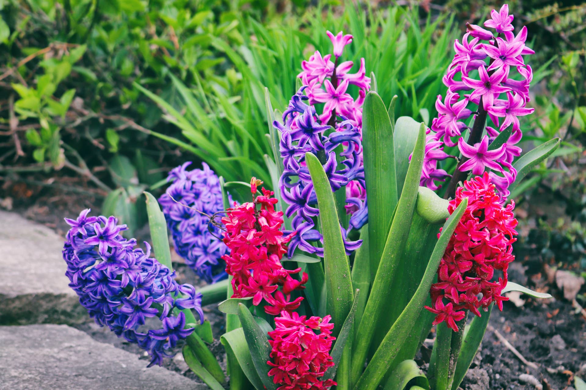 7 Must-Sow Flower Seeds For February To Ensure A Dazzling Summer Garden ...