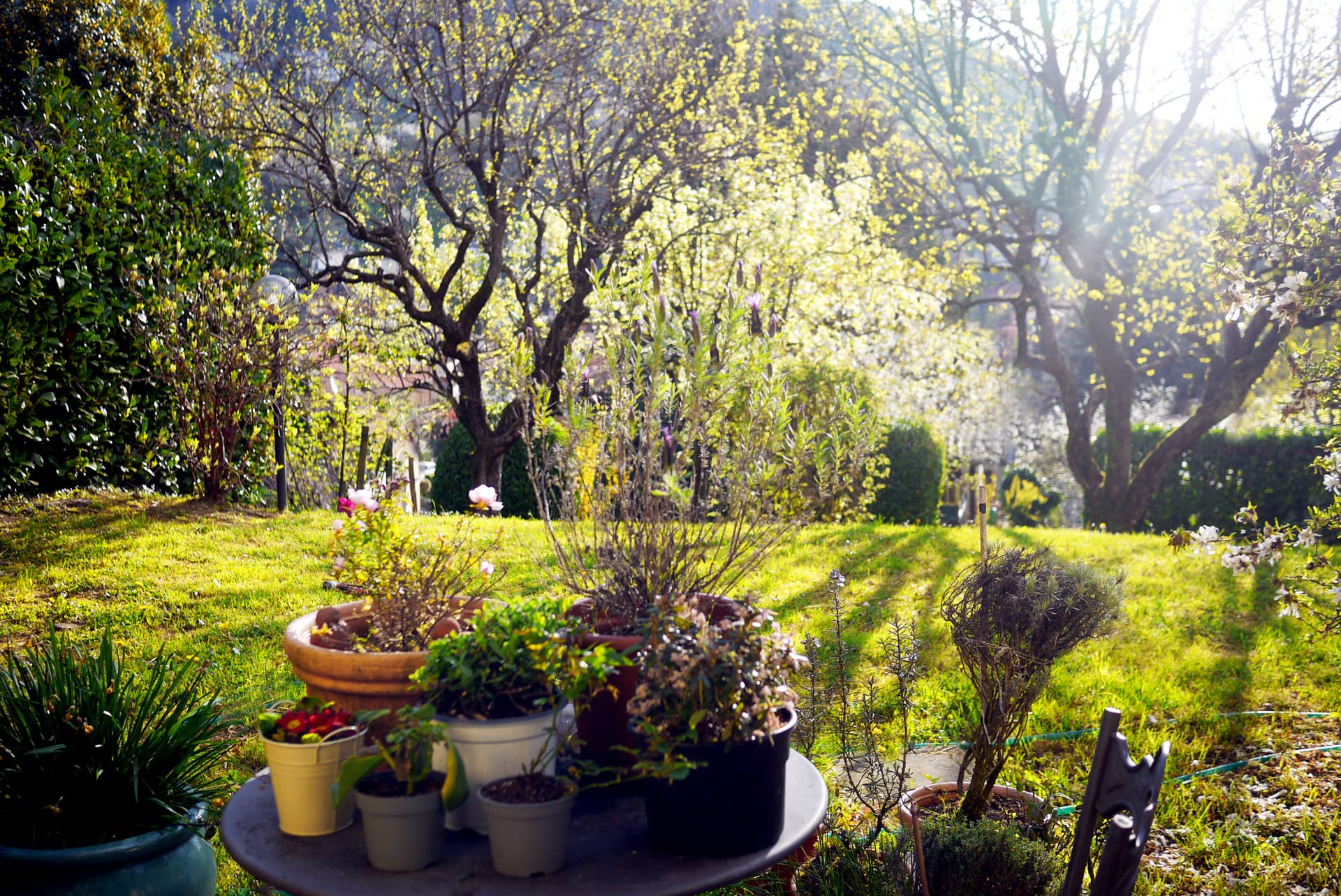 How to Grow Chrysanthemums - Dengarden
