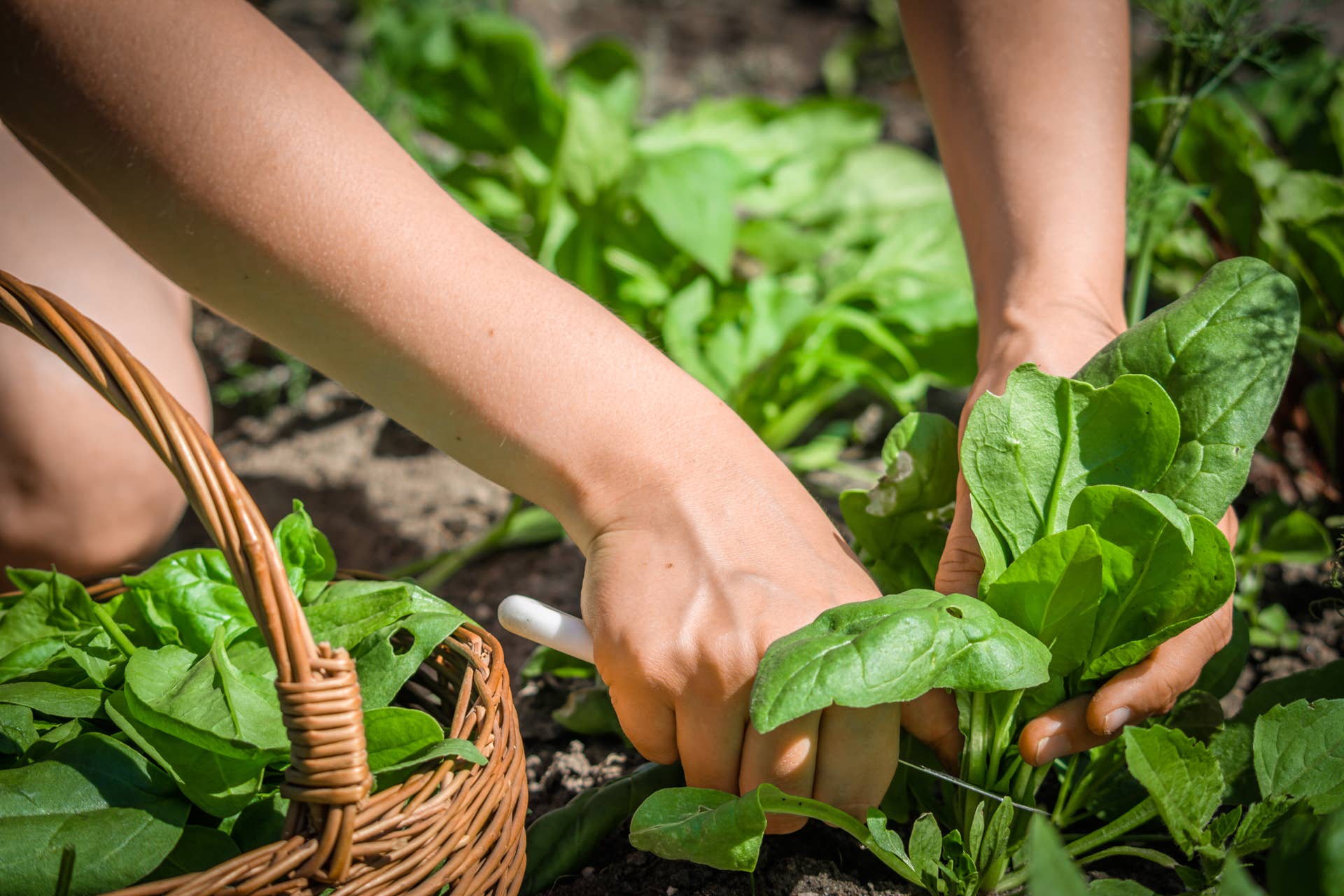 How to Grow Spinach: A Complete Guide for a Thriving Crop - Dengarden