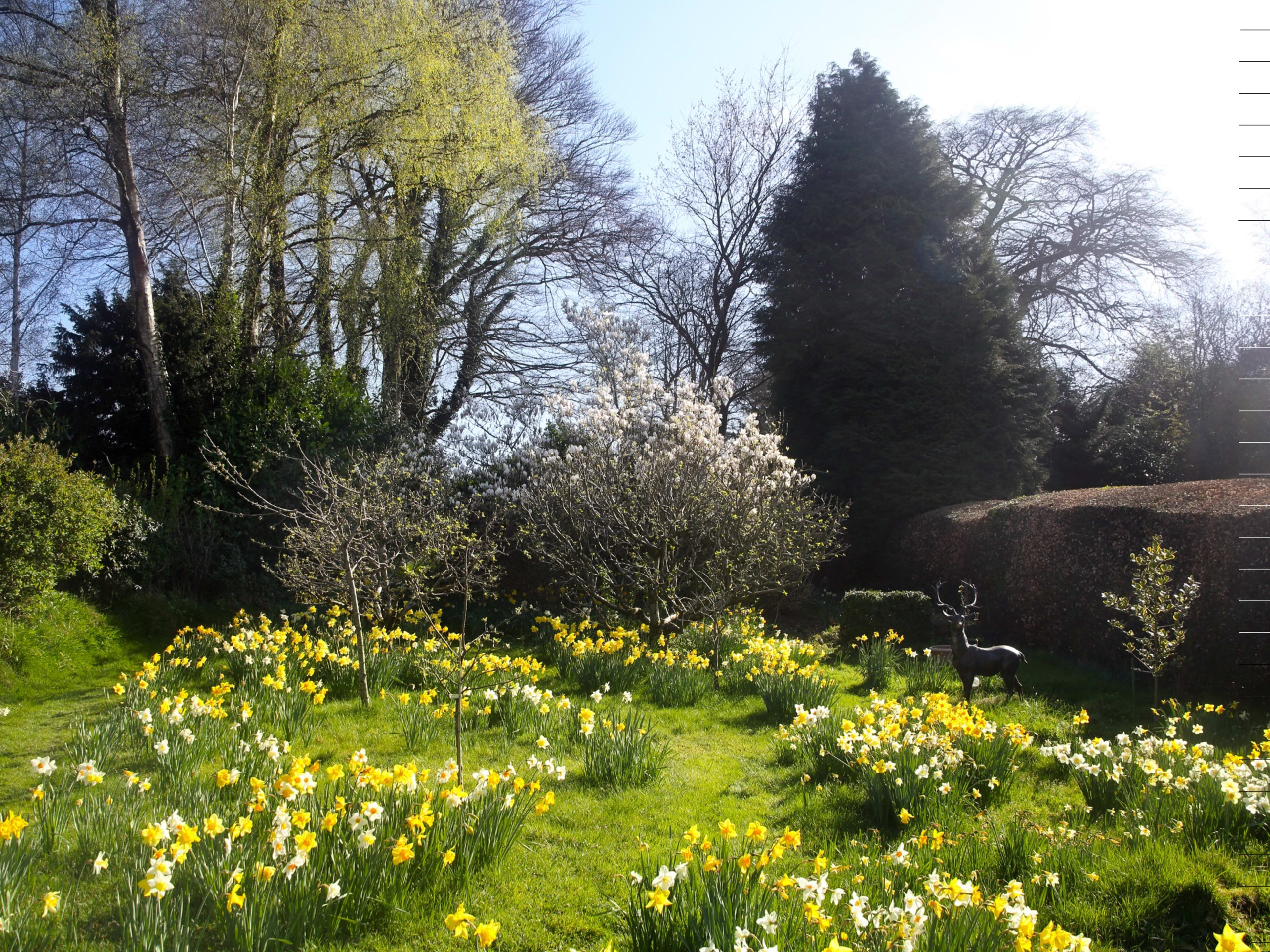 When Do Daffodils Flower? - Dengarden