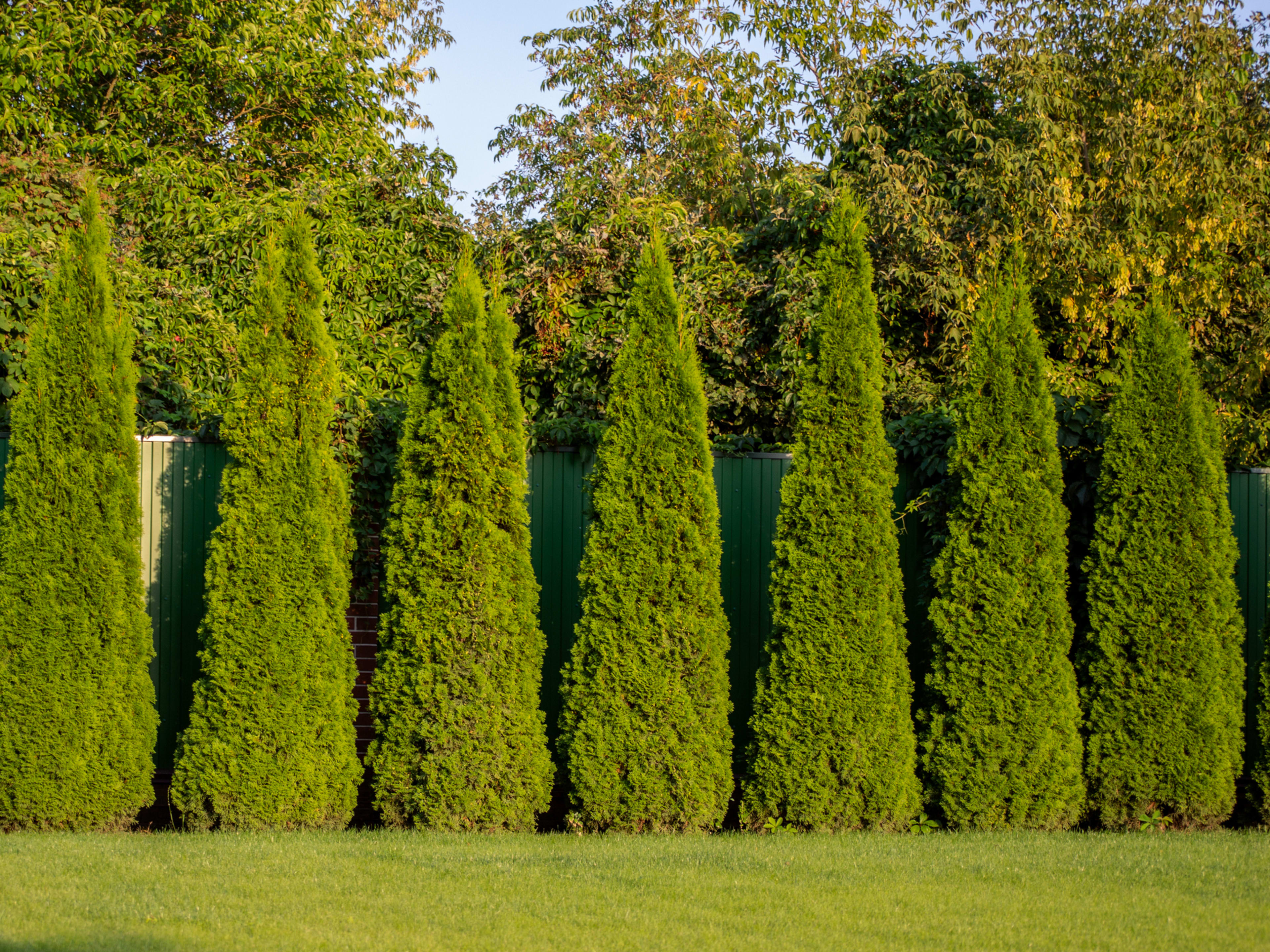 15 Best Trees for Privacy That Grow Fast and Look Beautiful - Dengarden