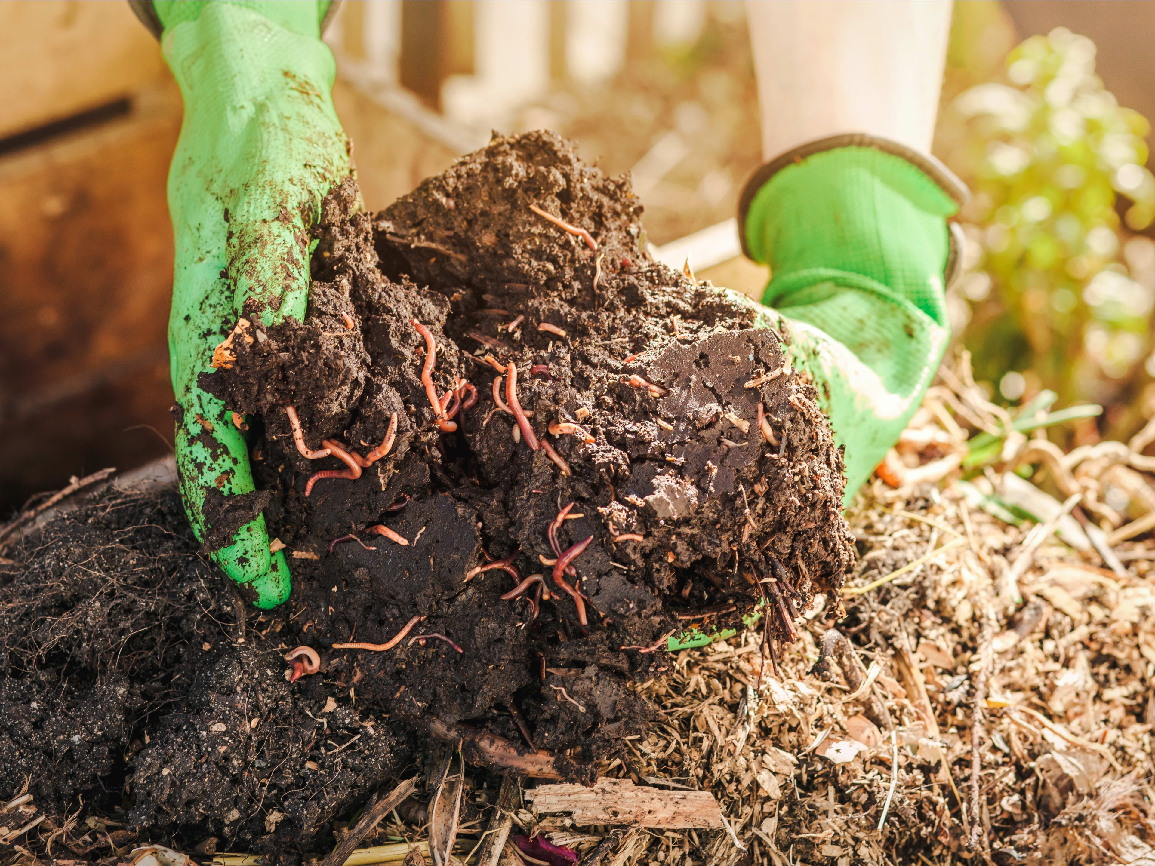 How to Make Your Own Worm Farm from Kitchen Scraps