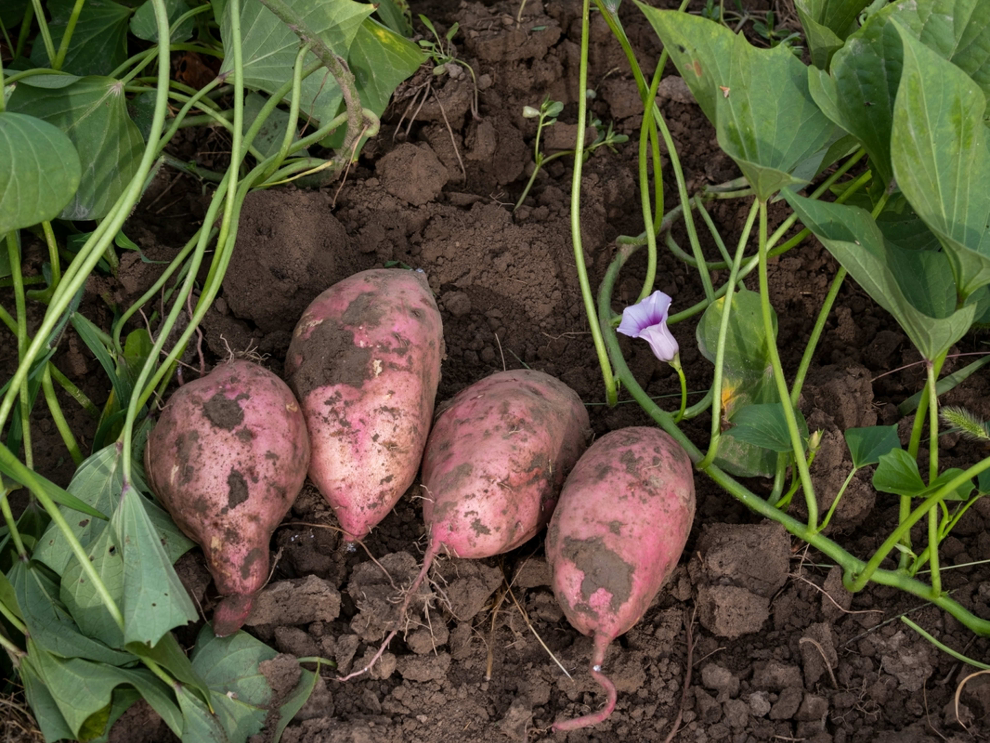 Grow Your Own Sweet Potato Harvest in Your Backyard With This Simple ...