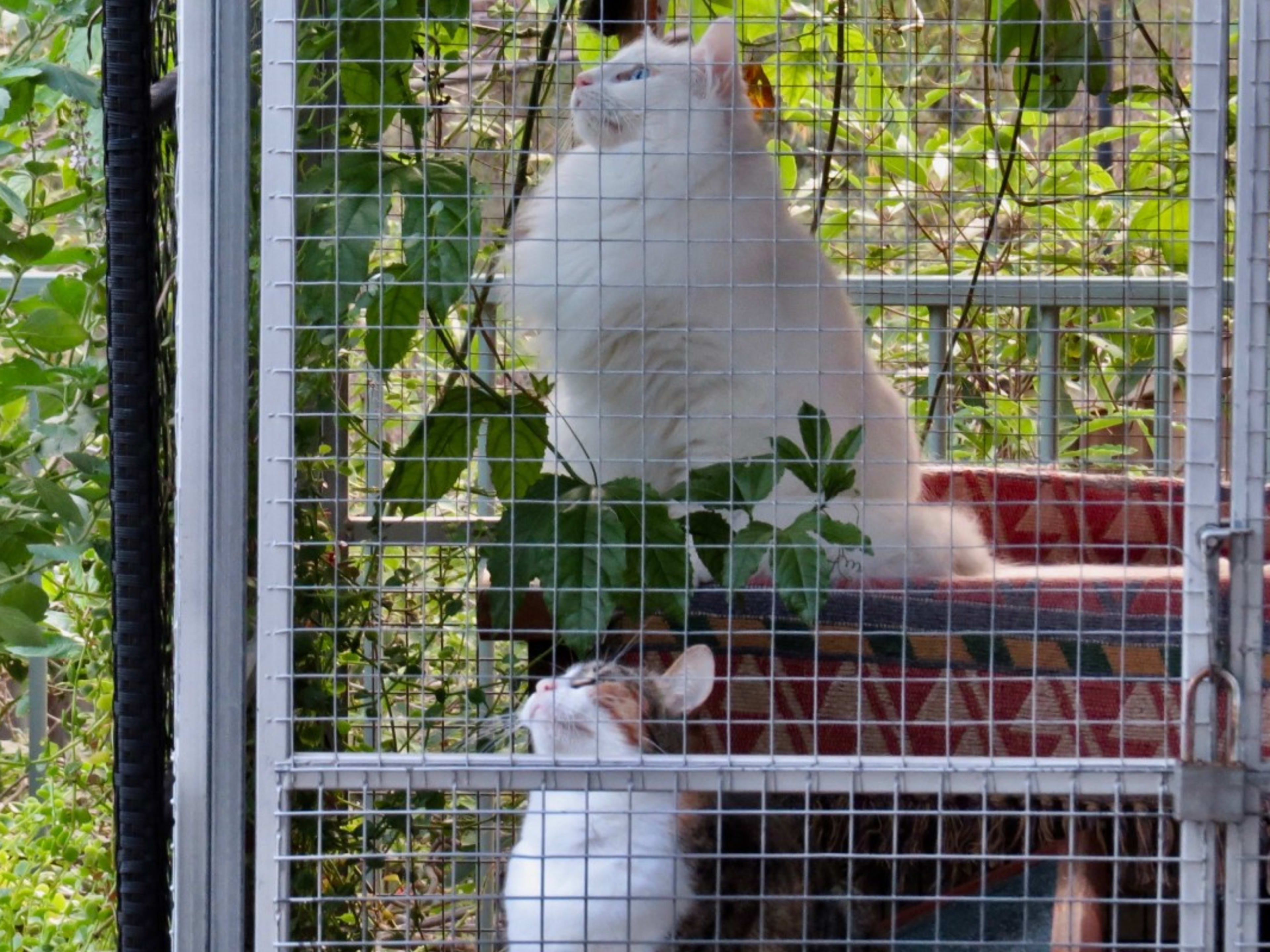 Pet Parent's DIY 'Catio' Is So Easy to Make for Just $80 - Dengarden