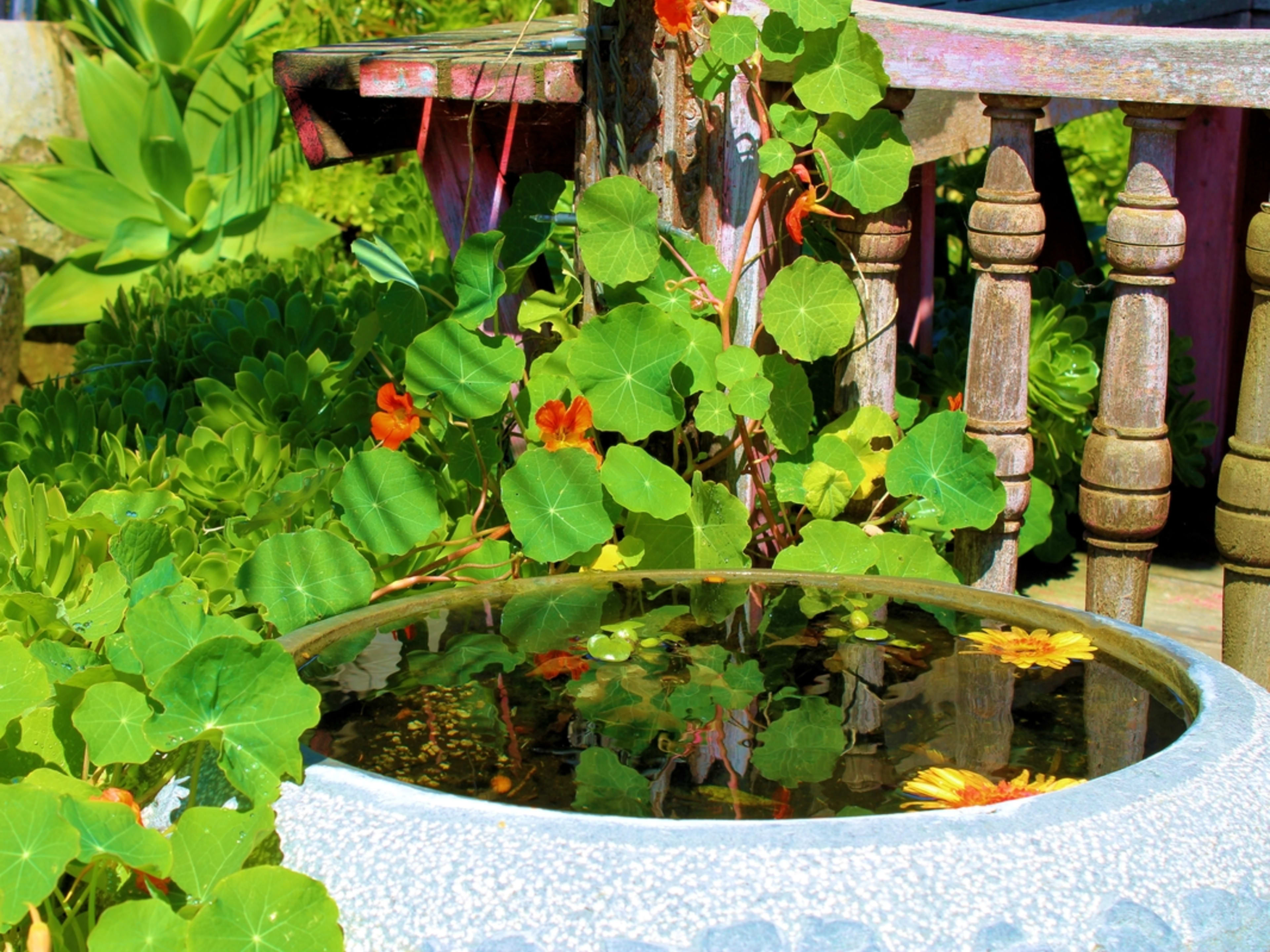Here's How To Create a Beautiful Patio Pond From a Planter - Dengarden