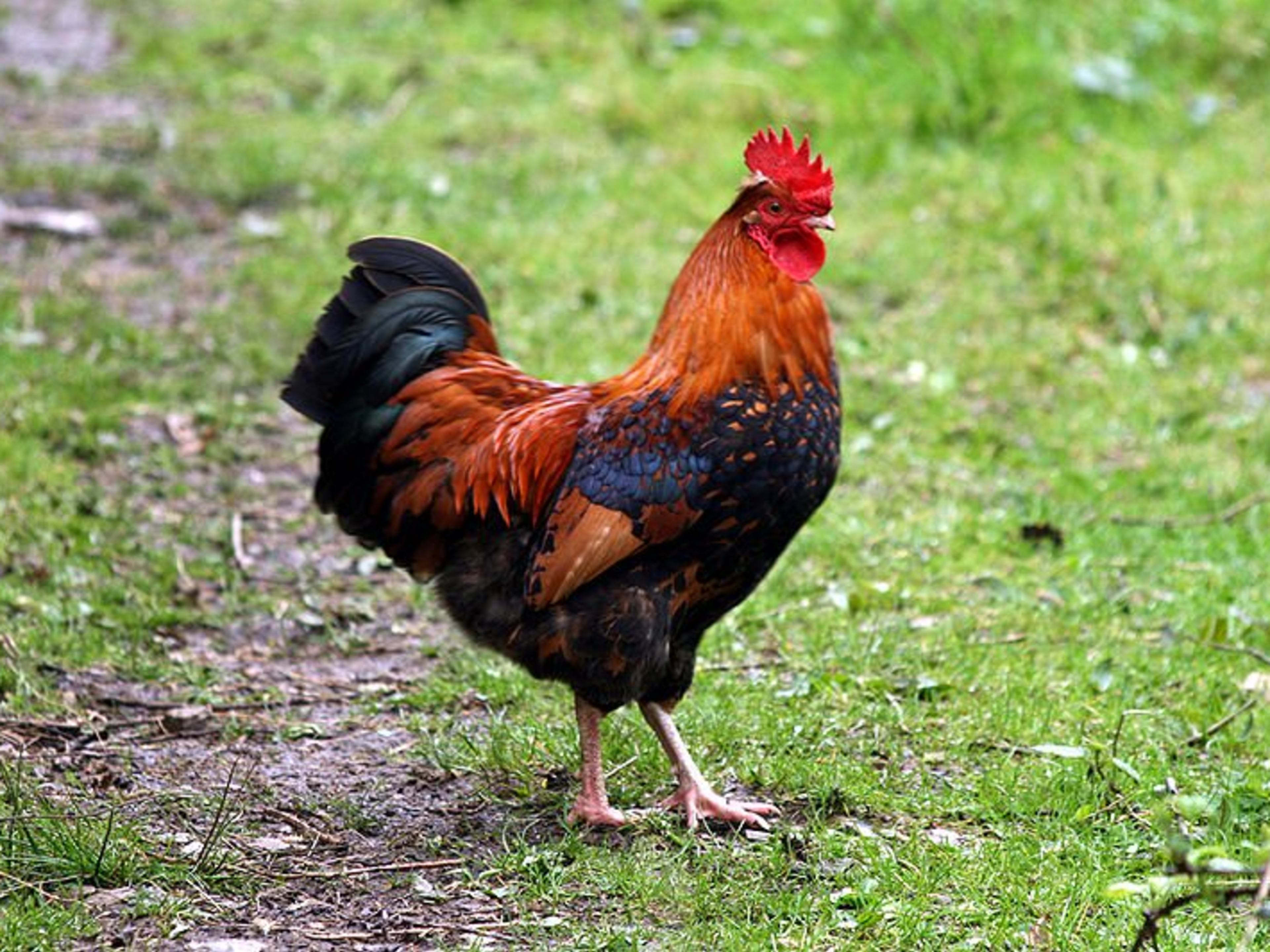 Can a Rooster Be Neutered? What Is a Capon? Is Castration Inhumane ...