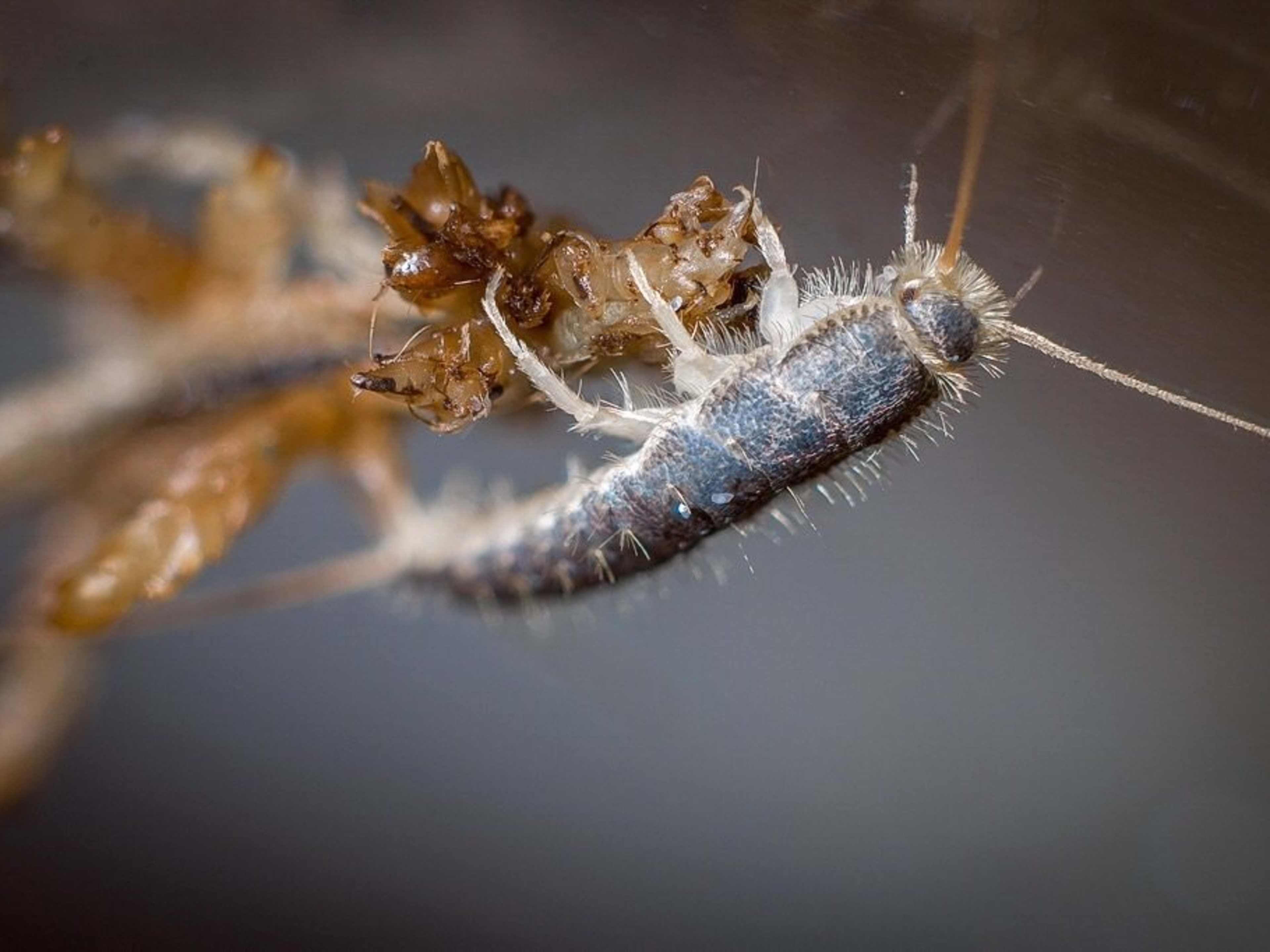 Silverfish Features, Life Cycle, Effects, and Pest Control