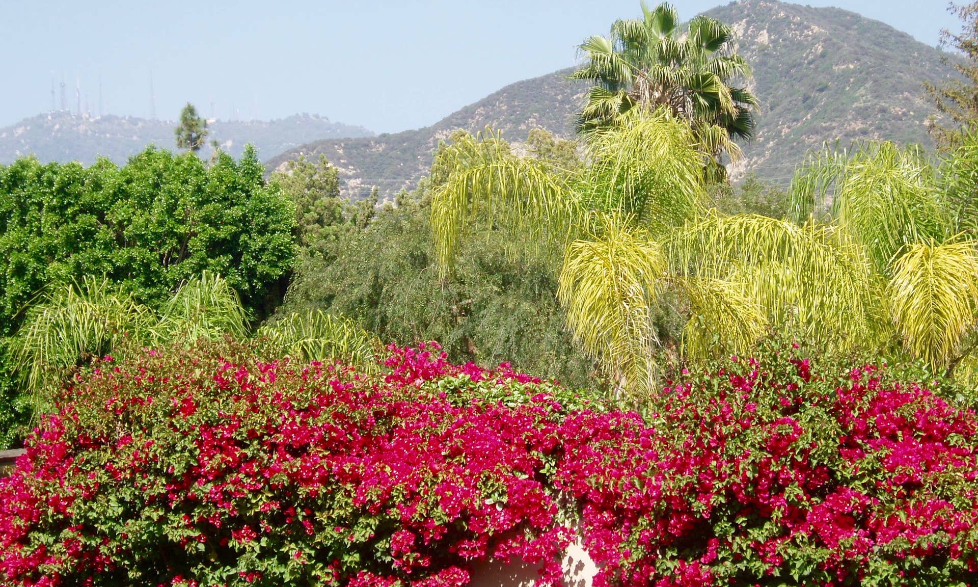 Nature Landscape Design Background Free: Green Trees And Mountain