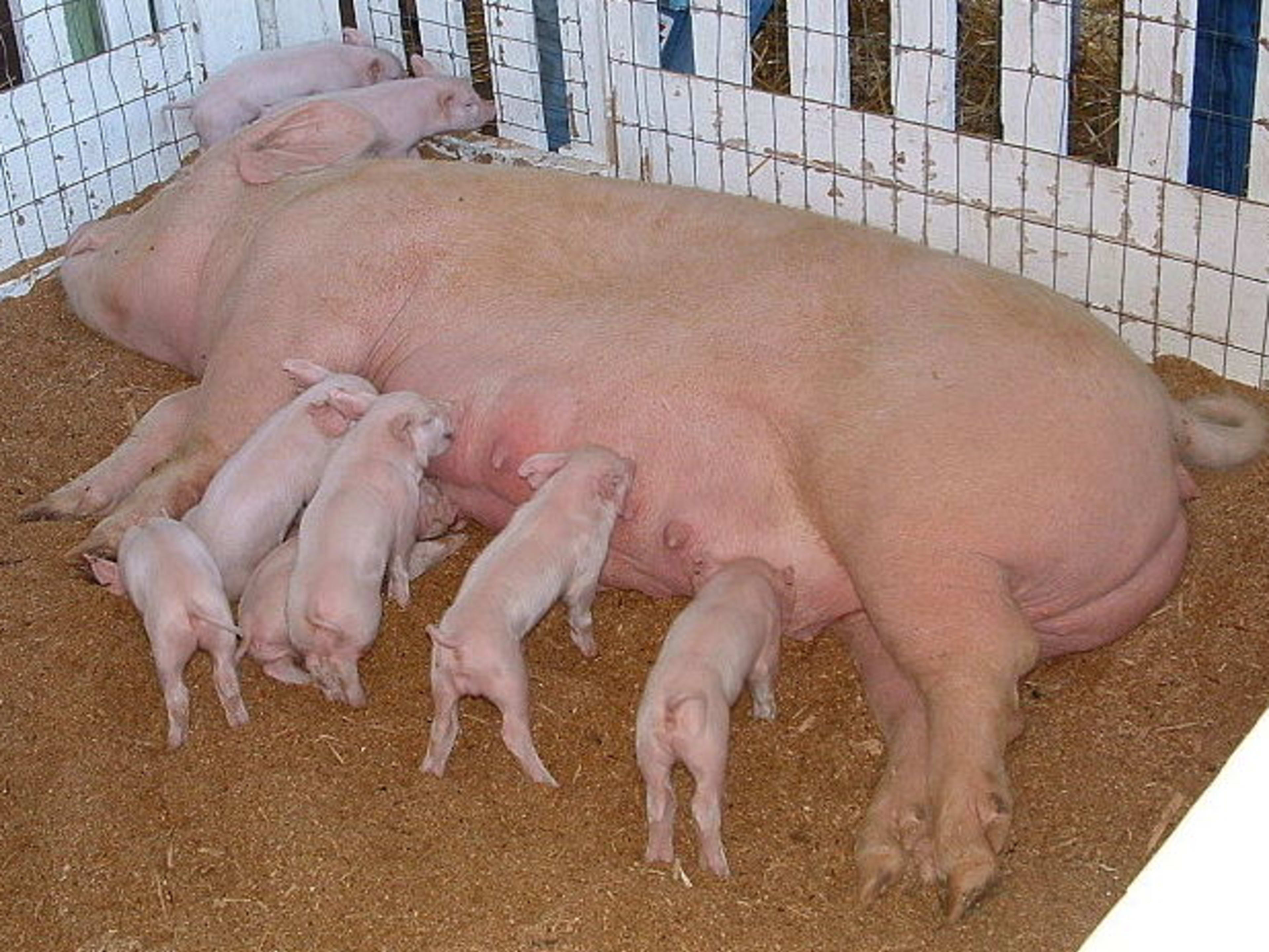 Types of Hog Pens: Pigpens From Farrowing to Finishing - Dengarden