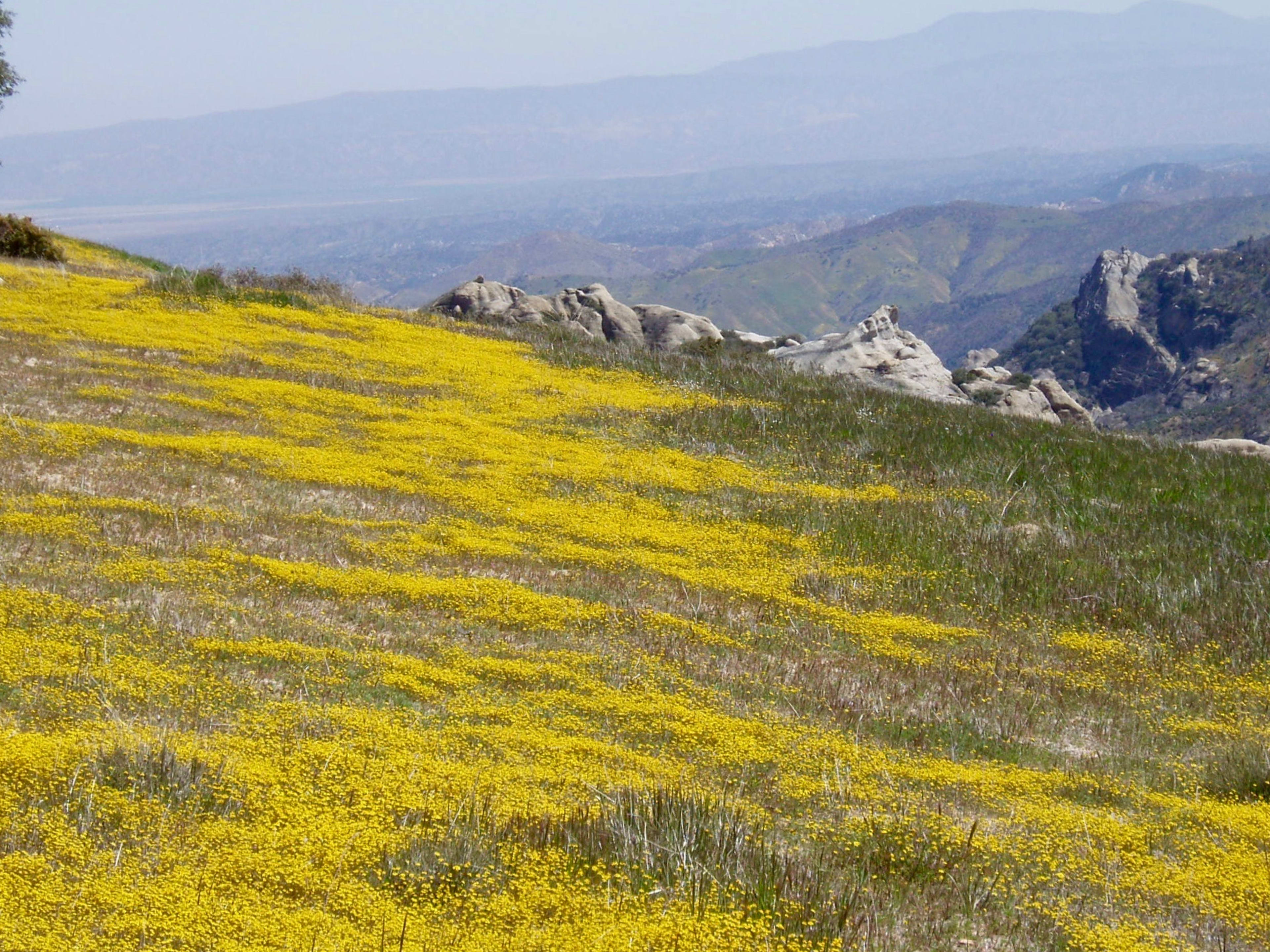 Design Principles That Make Your Landscape Attractive - Dengarden