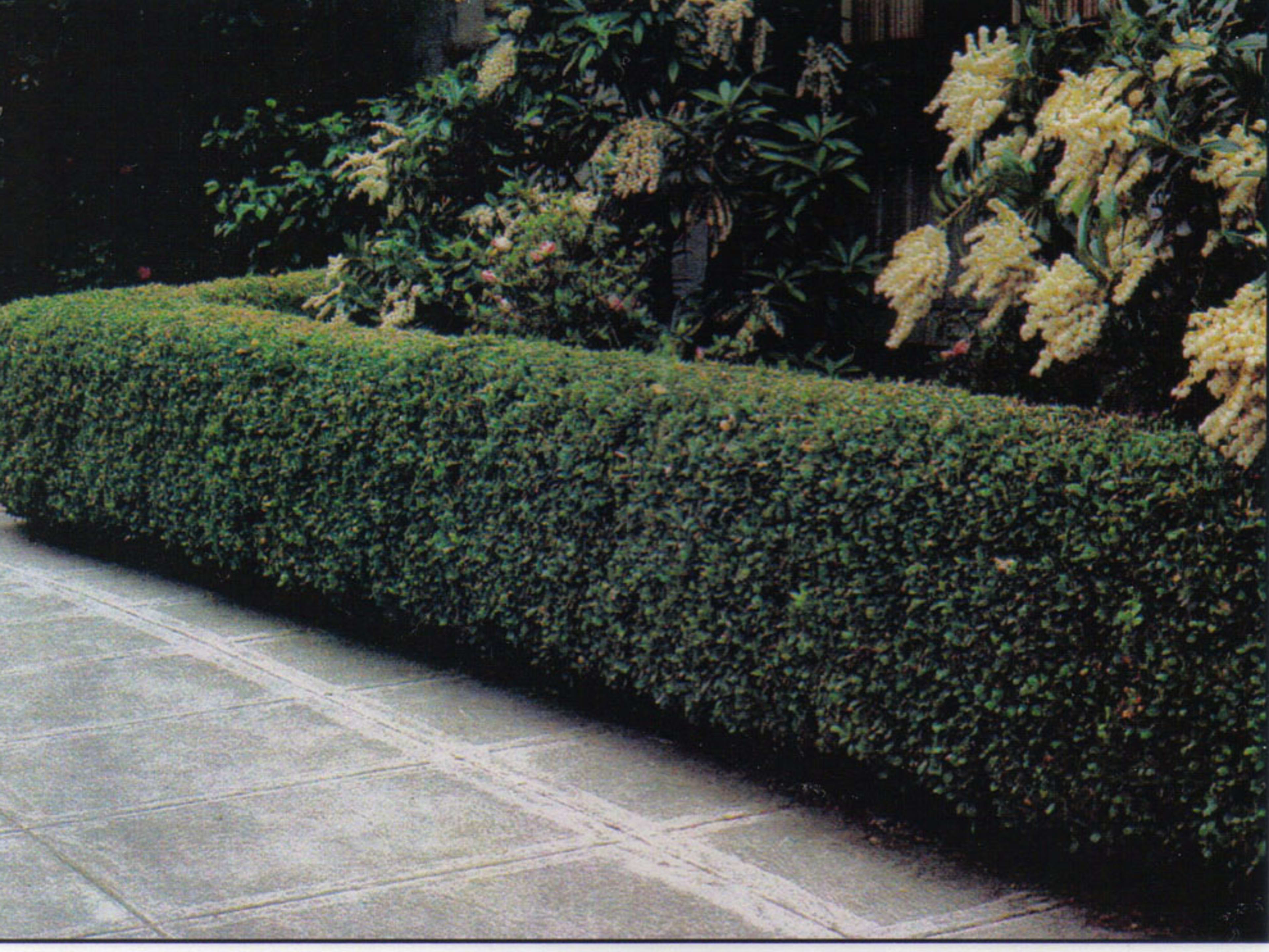 How to Care for a Peking Cotoneaster Hedge - Dengarden