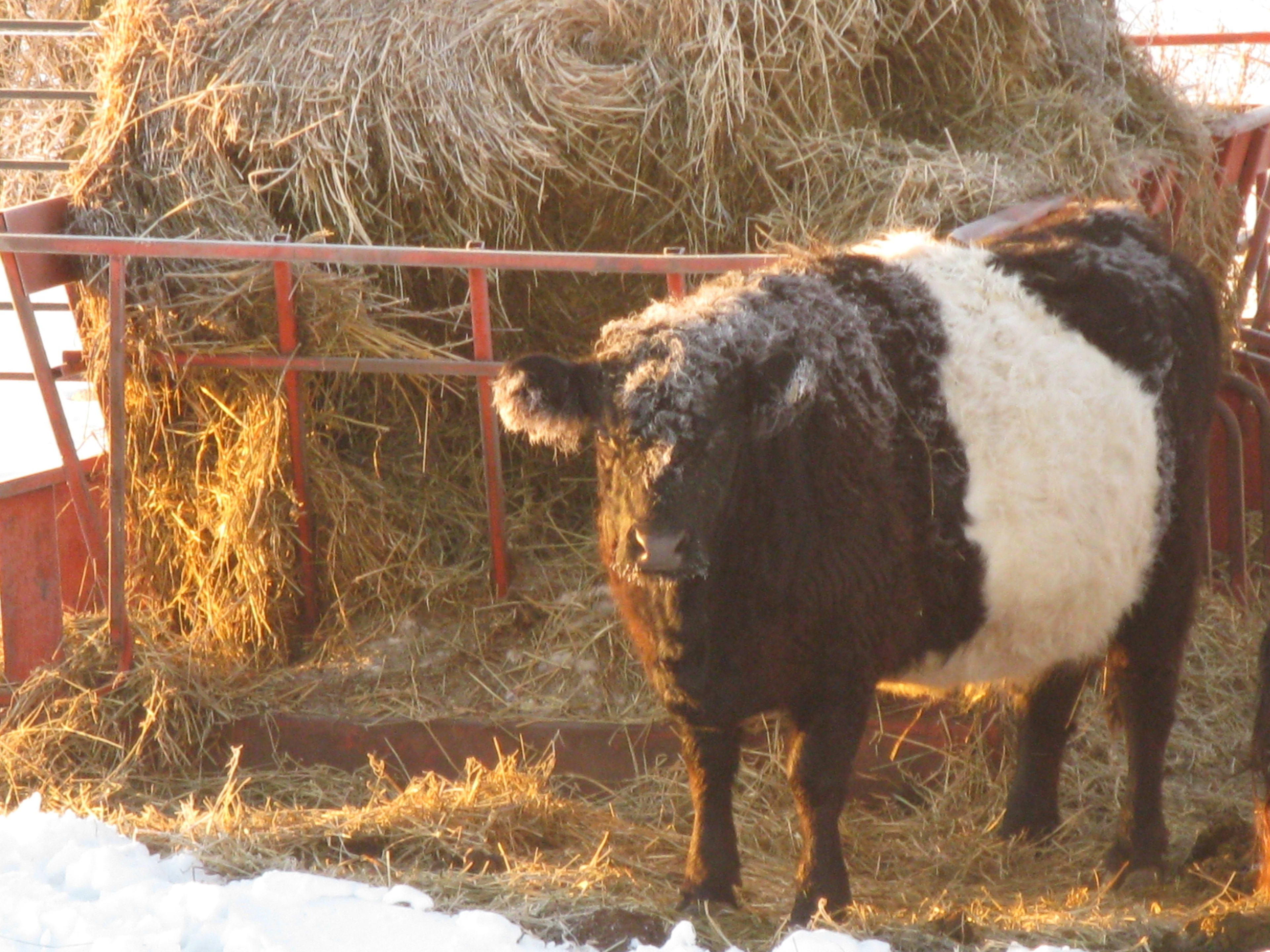 Belted Galloway Heritage Breed Cattle: 10 Reasons to Raise Them for ...