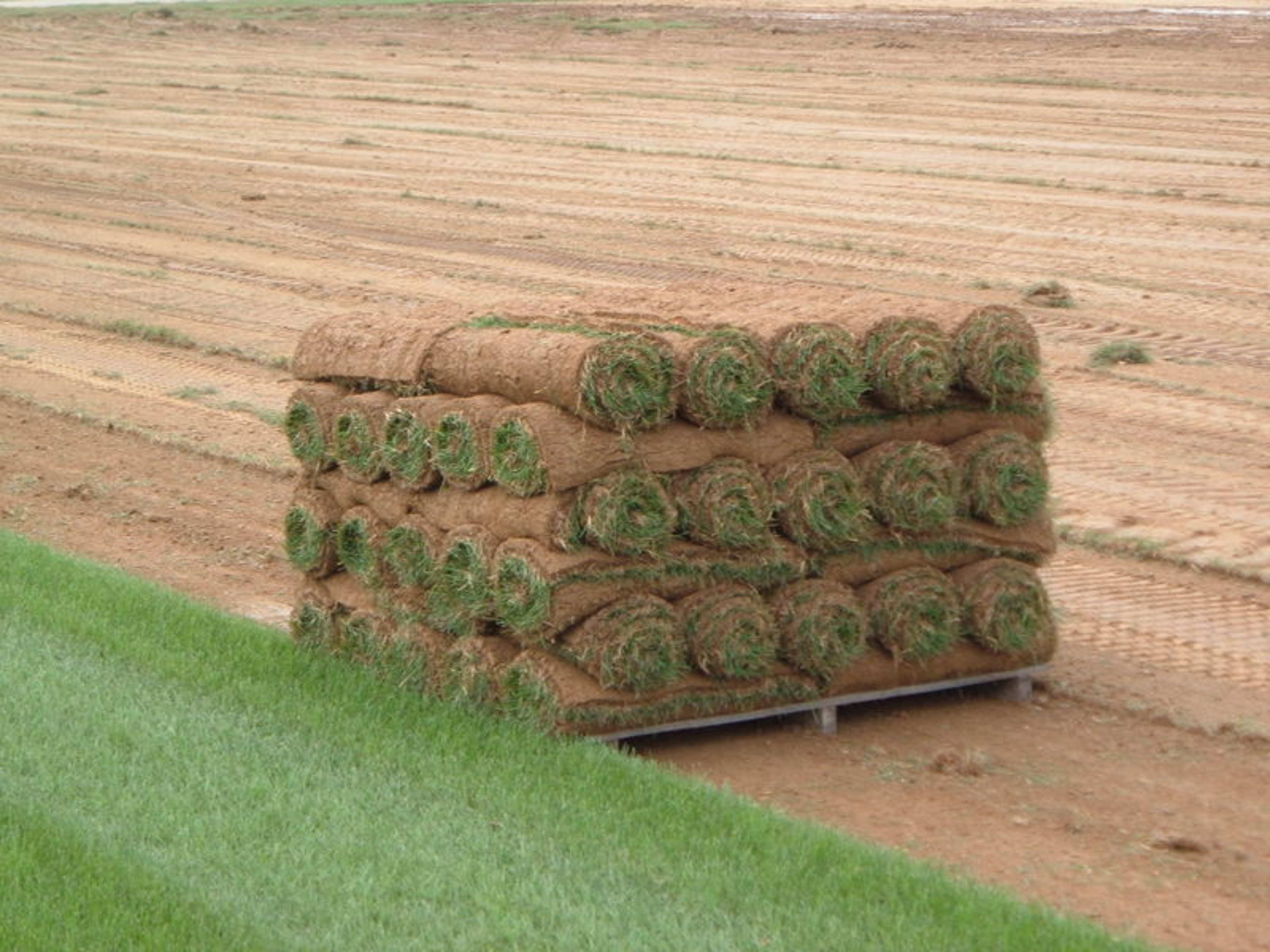 Installing New Sod: What You Need to Know About Laying and Maintaining ...