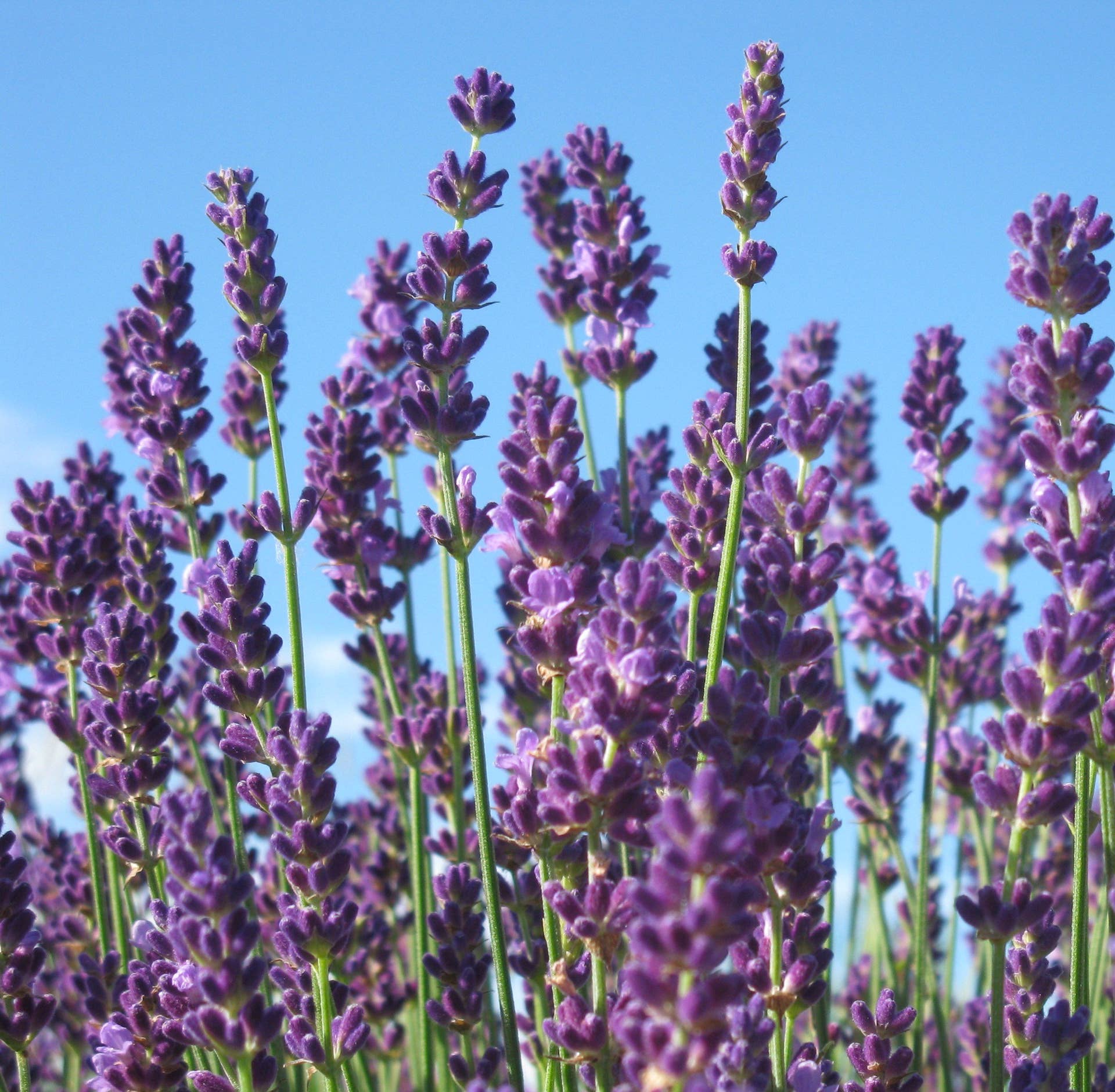 The Best French & English Lavender Varieties to Grow in Zone 5 - Dengarden