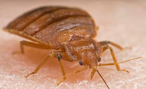 How to Check for Bed Bugs and Bed Bug Bites - Dengarden
