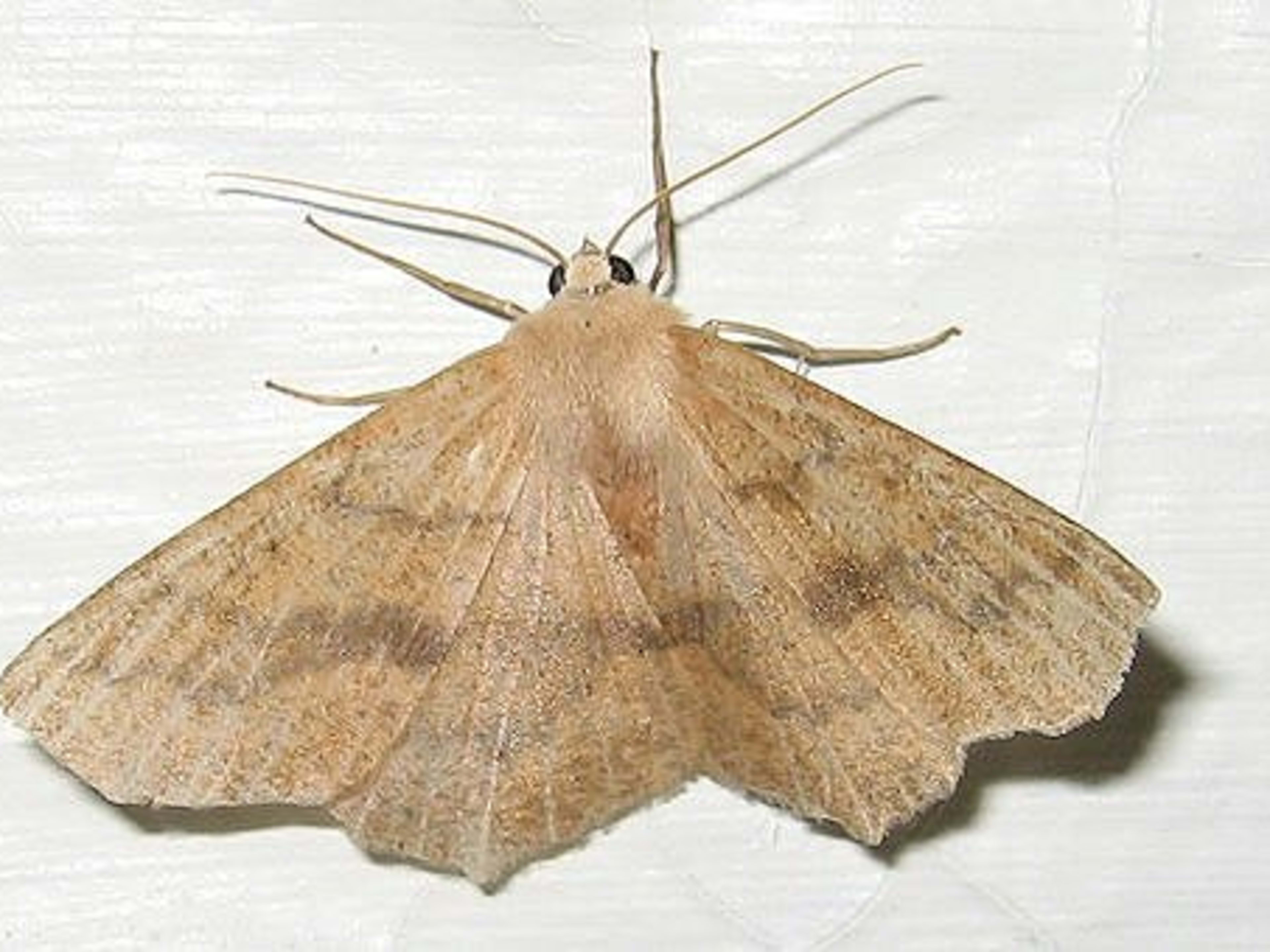 How to Get Rid of Pantry Moths in Your Kitchen Cupboards - Dengarden