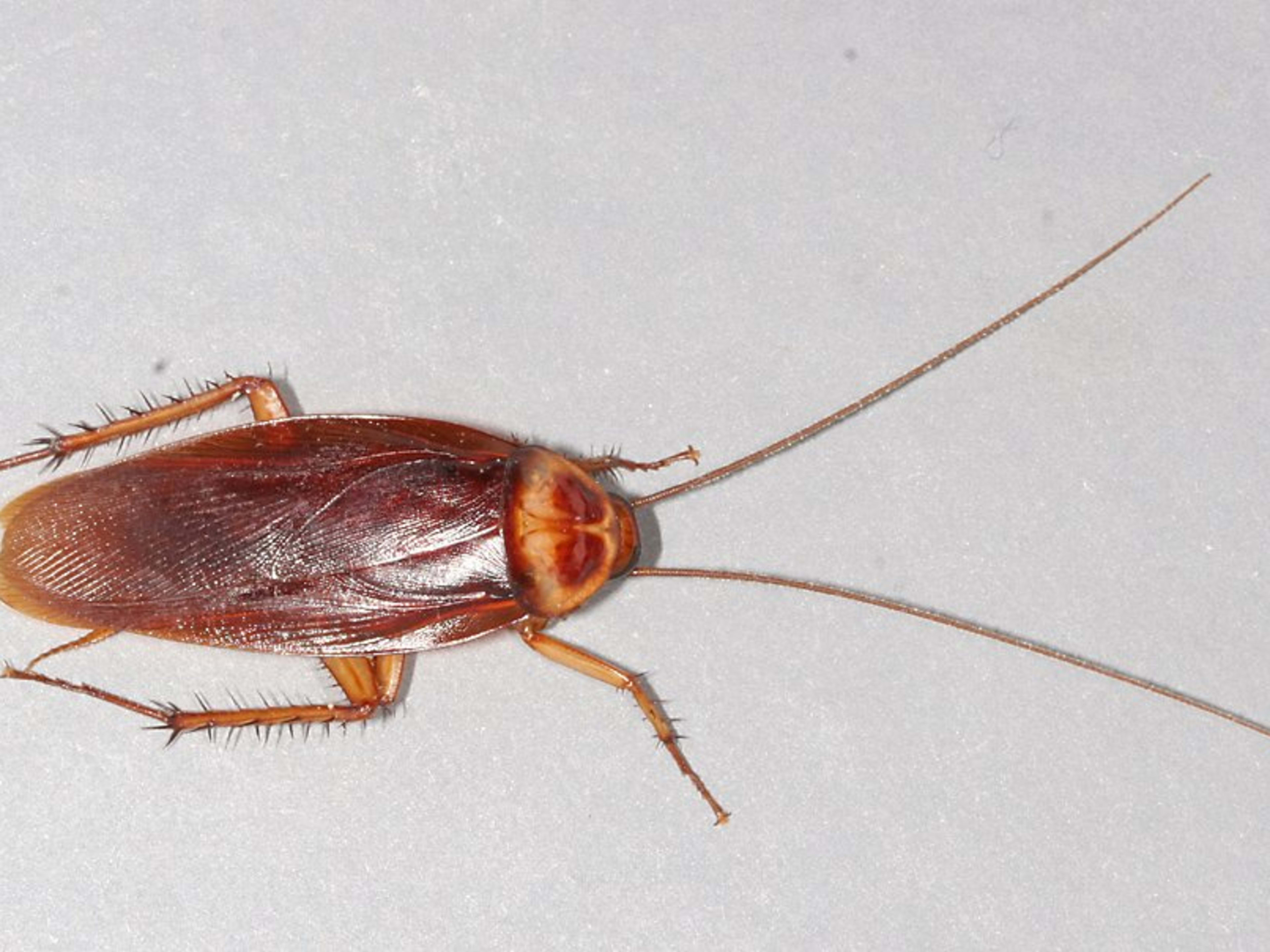 Natural Cockroach Control—How to Keep Cockroaches Away Without Toxic ...