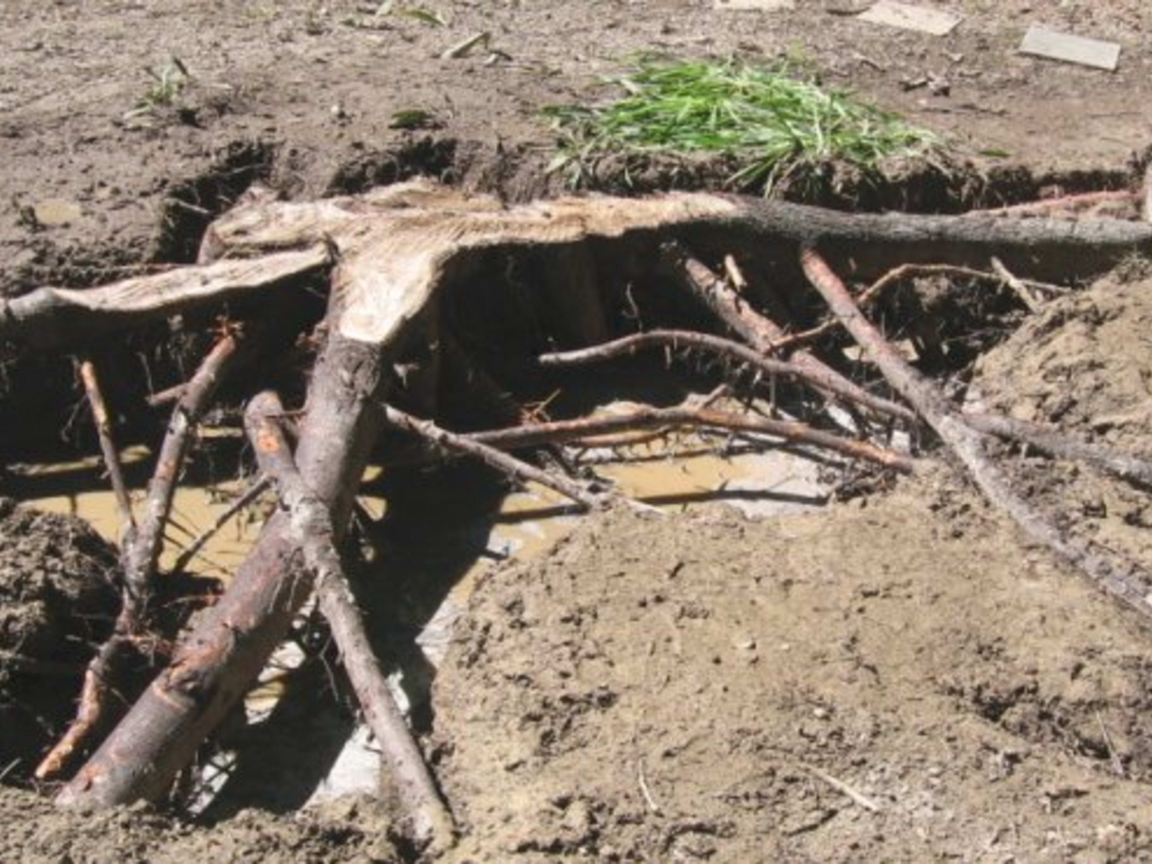 How to Remove Tree Stumps With a Power Washer - Dengarden