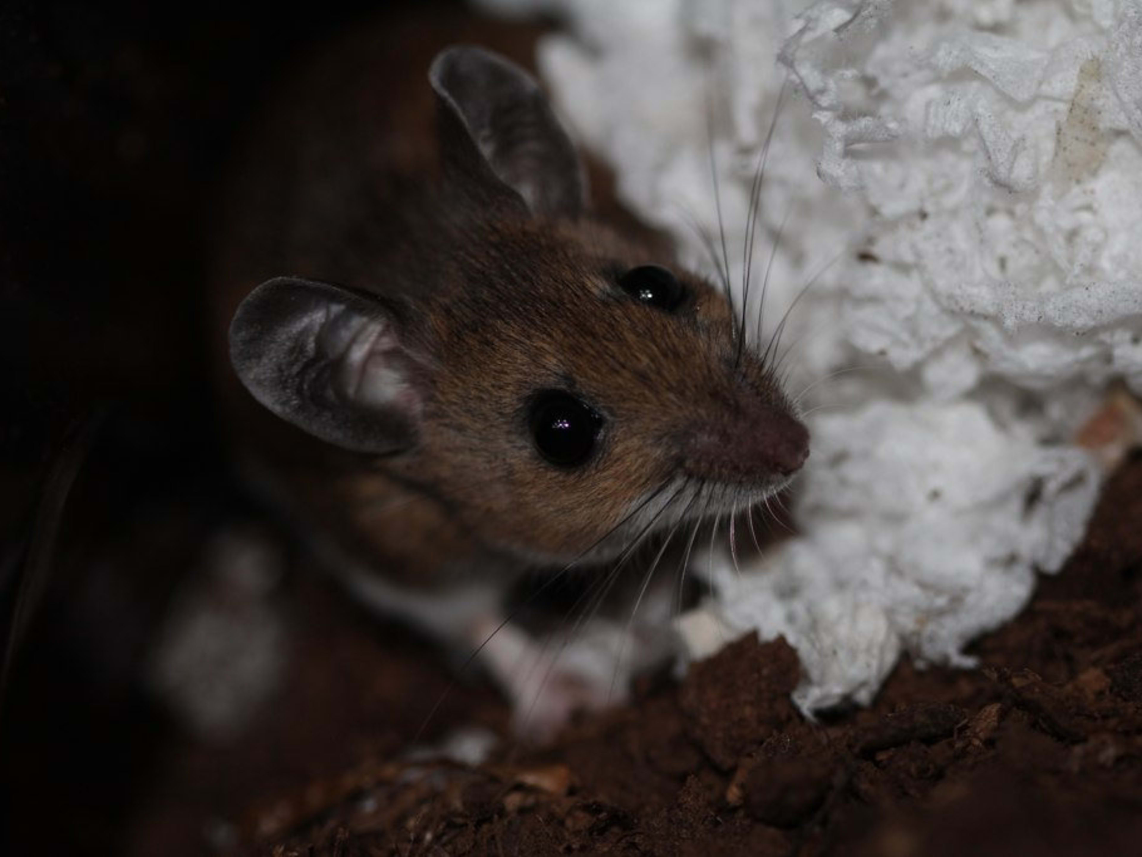 Are There Mice in Your Attic or HVAC System? - Dengarden