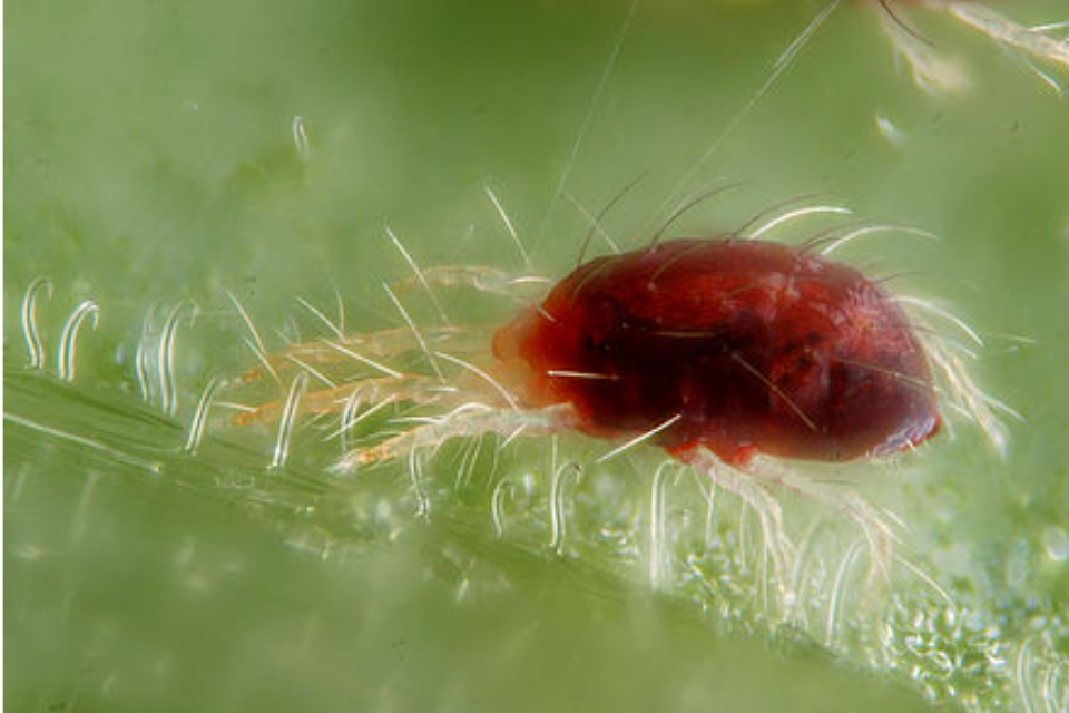 How to identify and get rid of mint plant pests - Dengarden