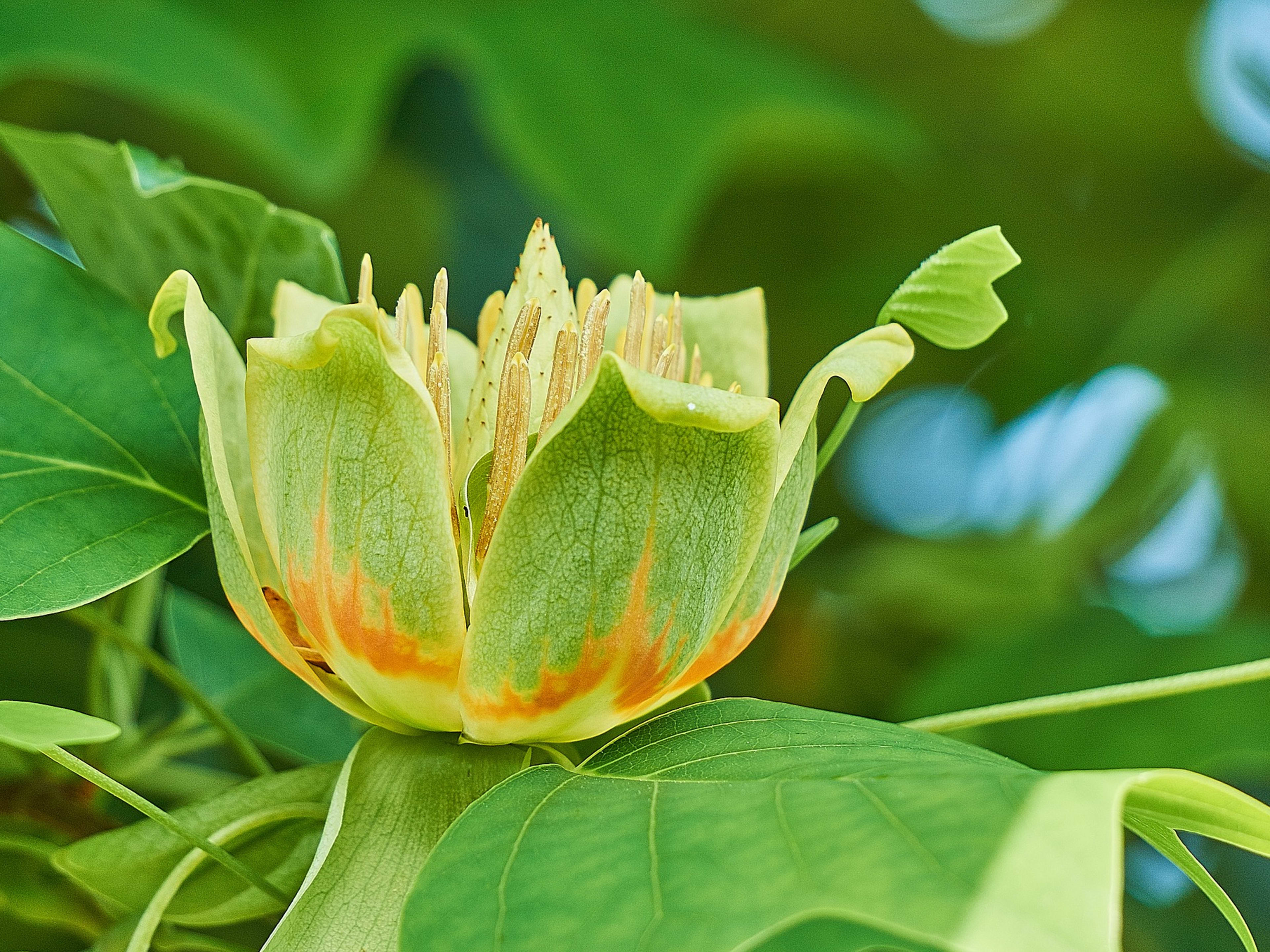 How to Care for Tulip Trees - Dengarden