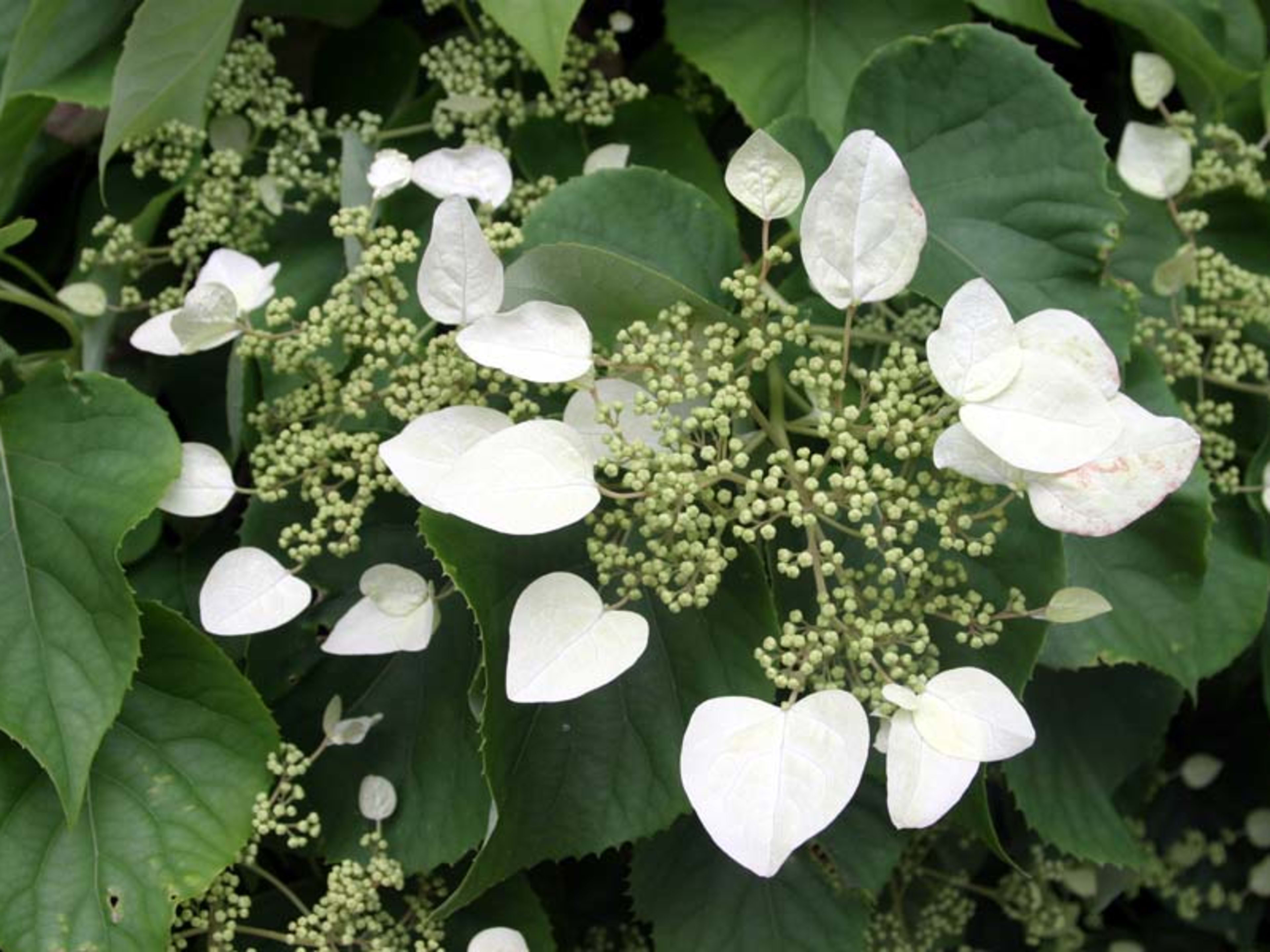 Climbing Hydrangea Care Guide: From Planting to Pruning - Dengarden